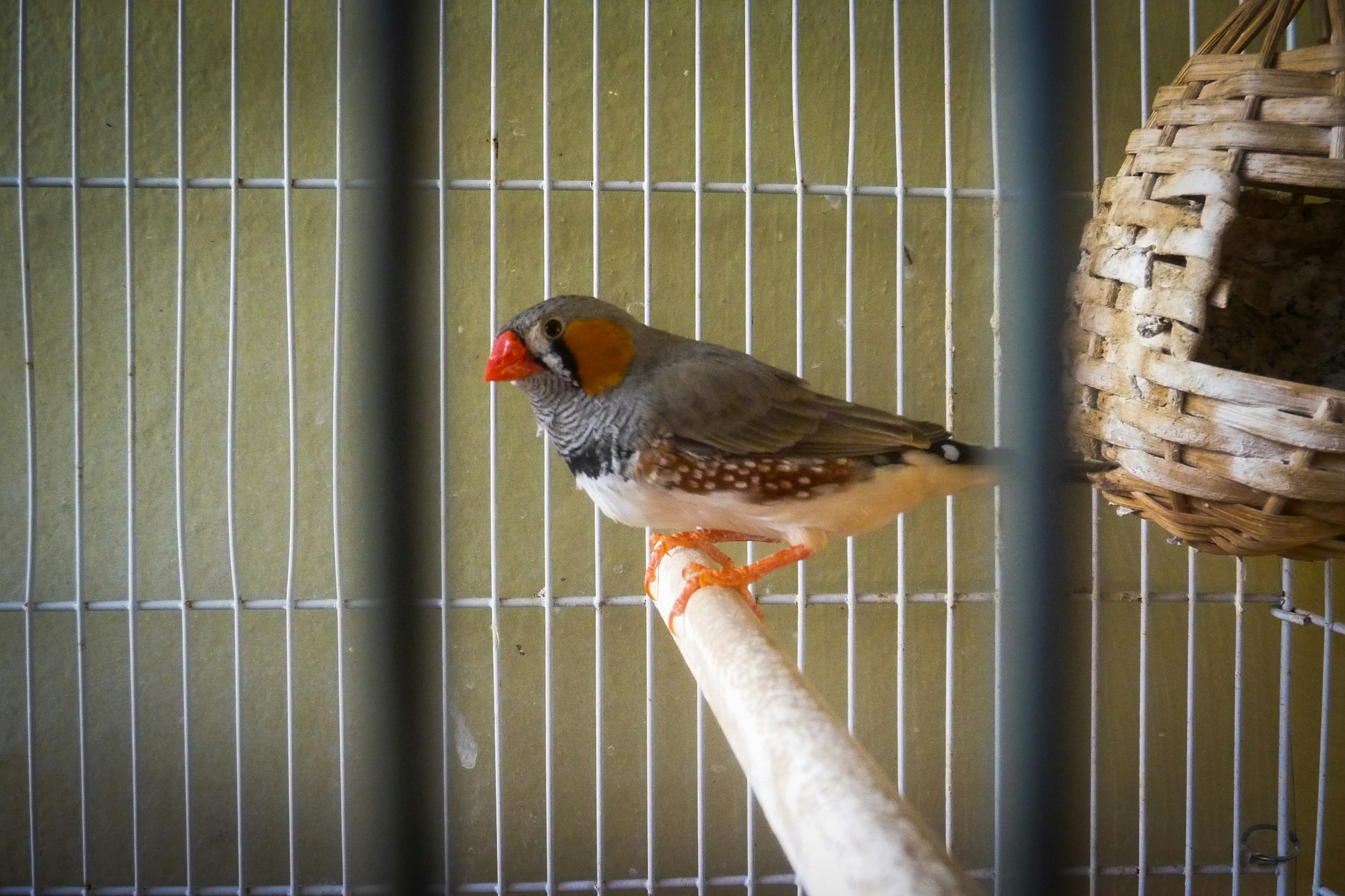 Colorful Finch in a Secluded Cage: A Quiet Perch