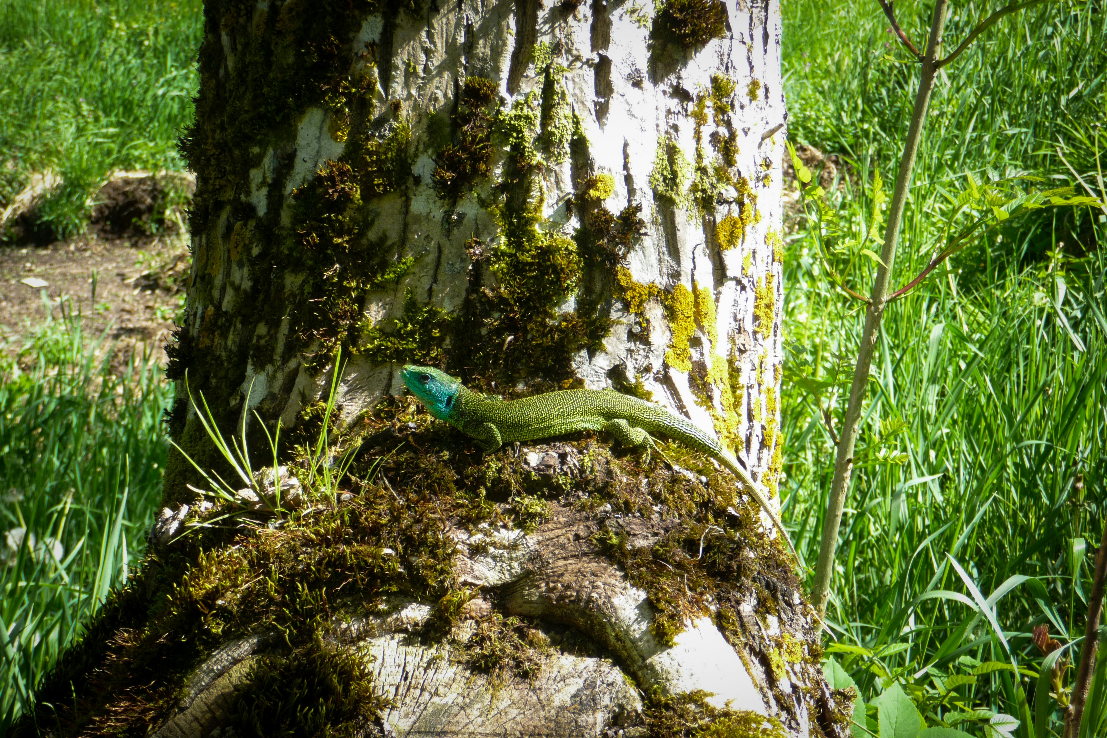Sunlit Green Lizard on Mossy Birch Log