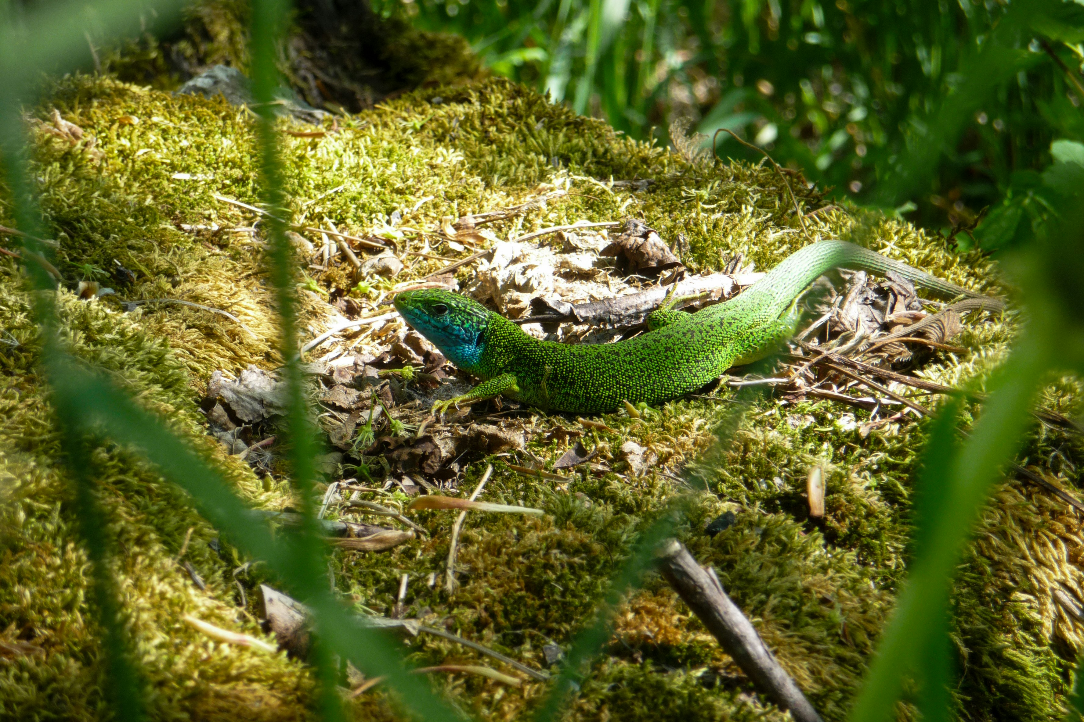 Emerald Lizard in Mossy Green Understory