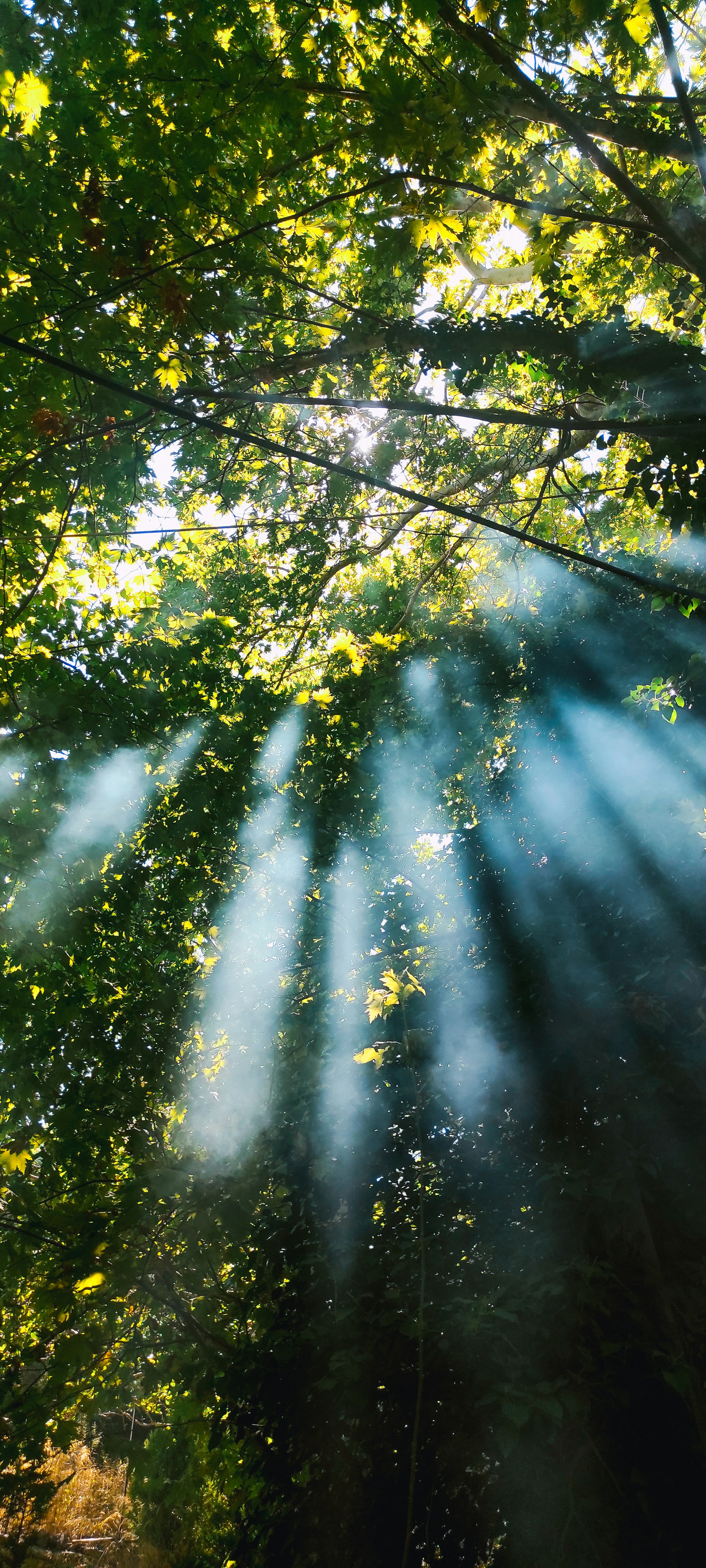 Sunburst Through Canopy: Beams of Light in a Forest