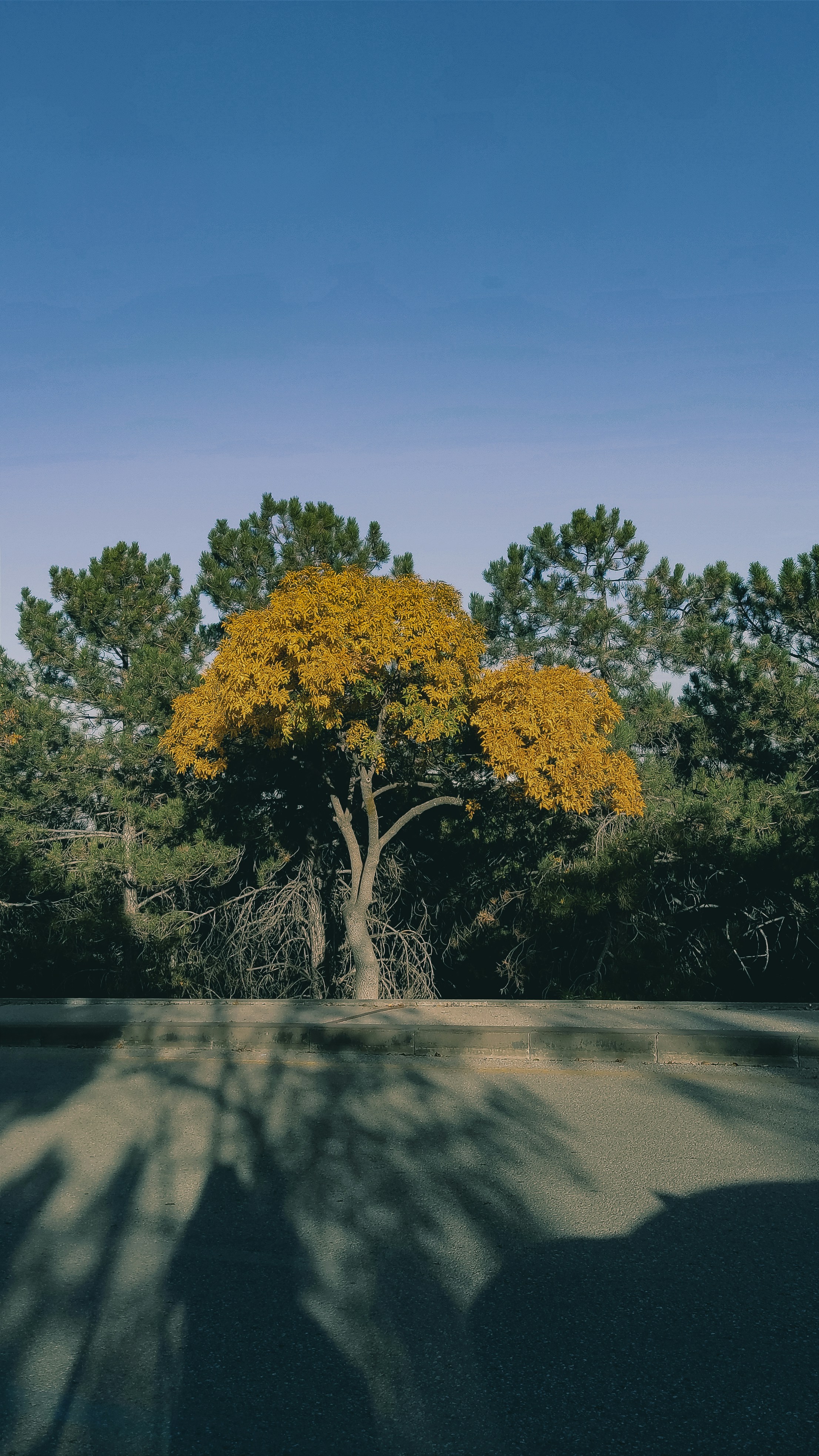 Autumn Canopy: Central Yellow Tree Against a Clear Blue Sky