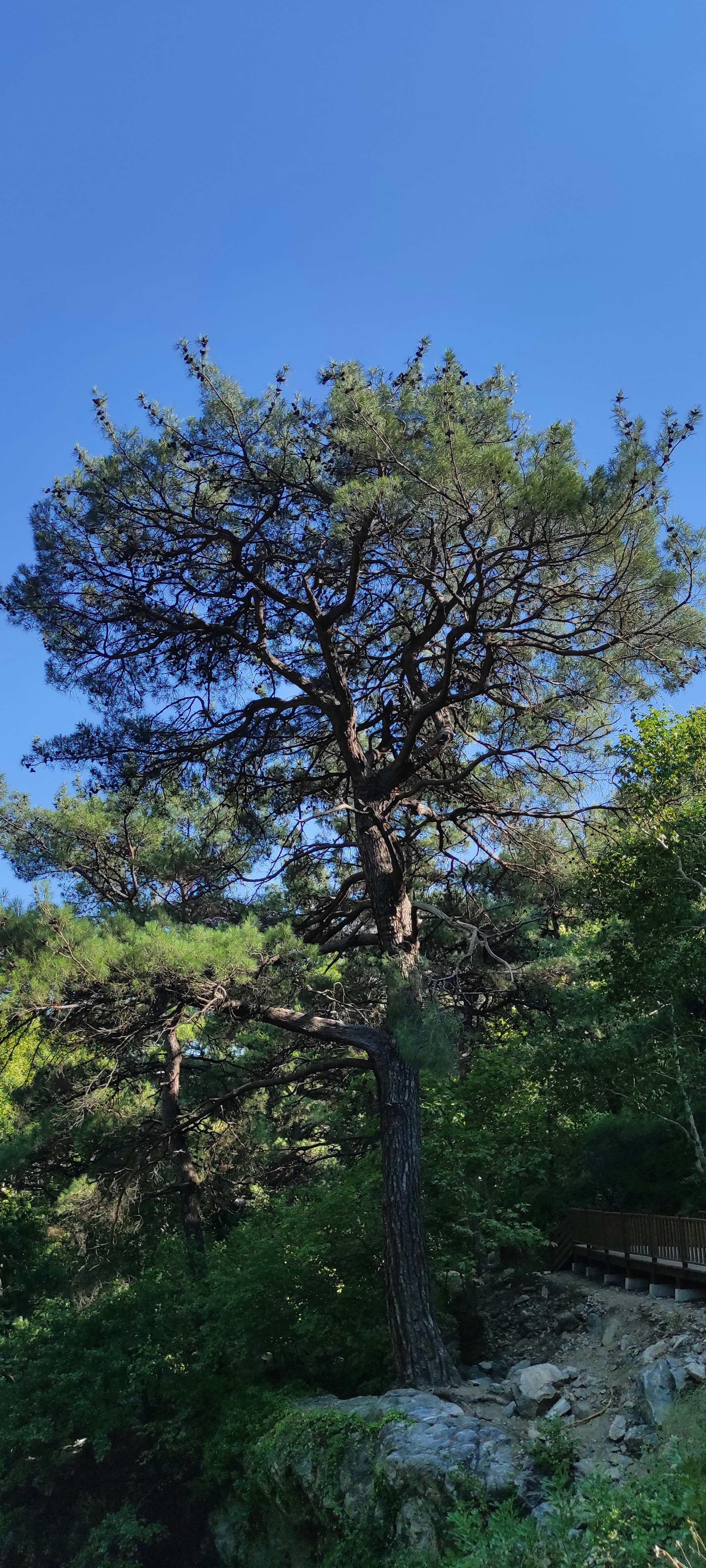Majestic Pine Sentinel on a Clear Day