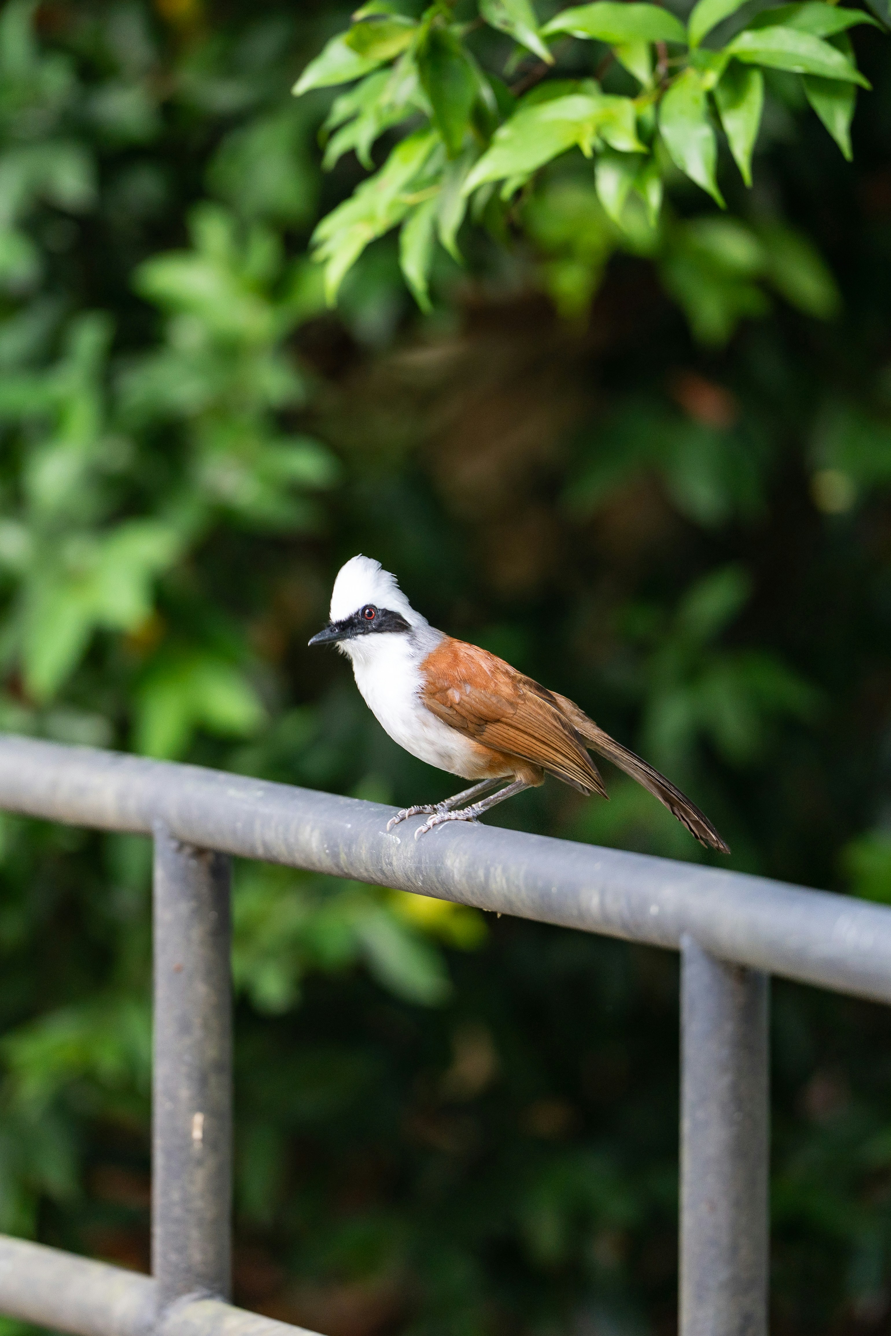 White-crested Shrike perched on a railing amid green canopies