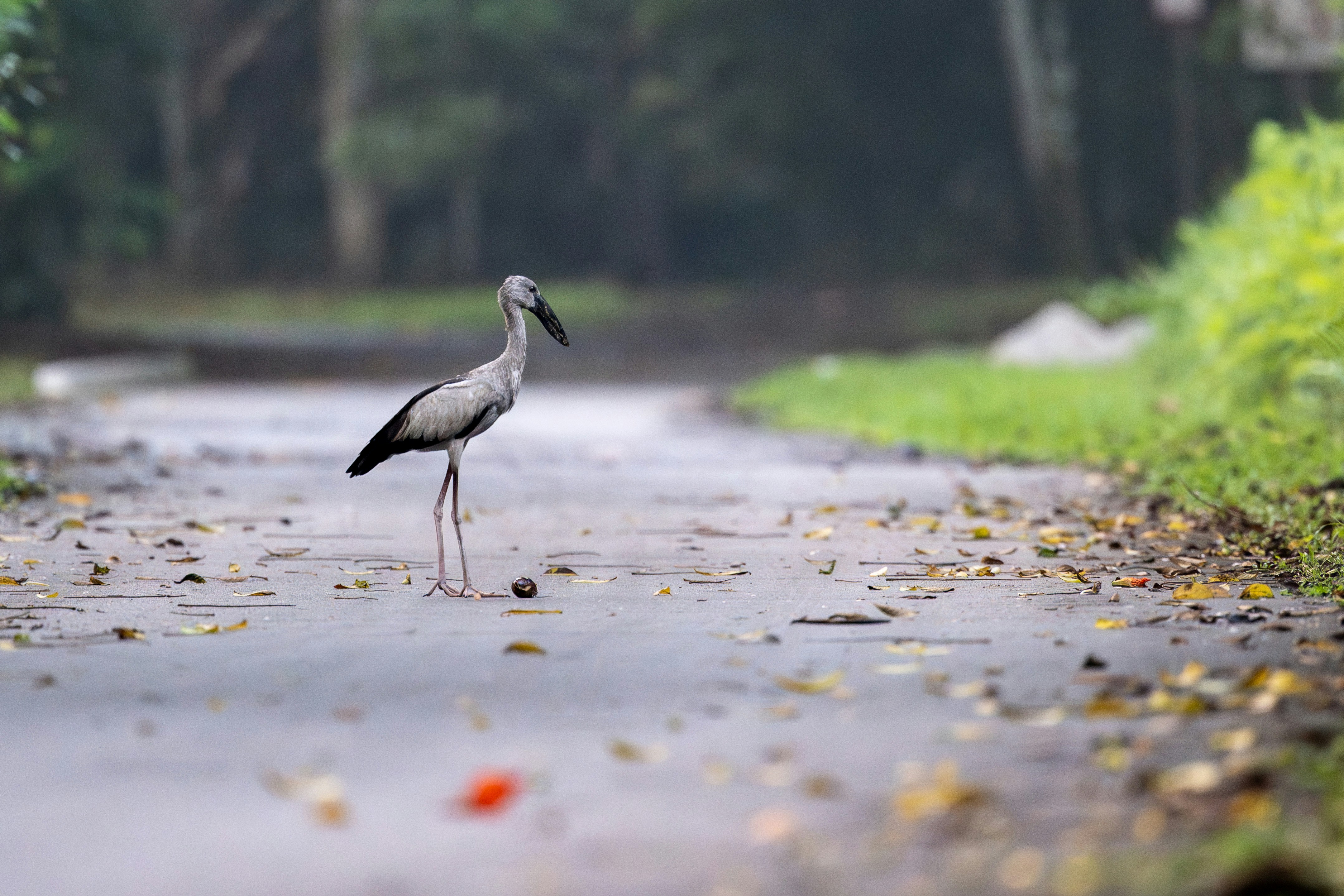Lonely Grey Heron Stalks a Rainy Path