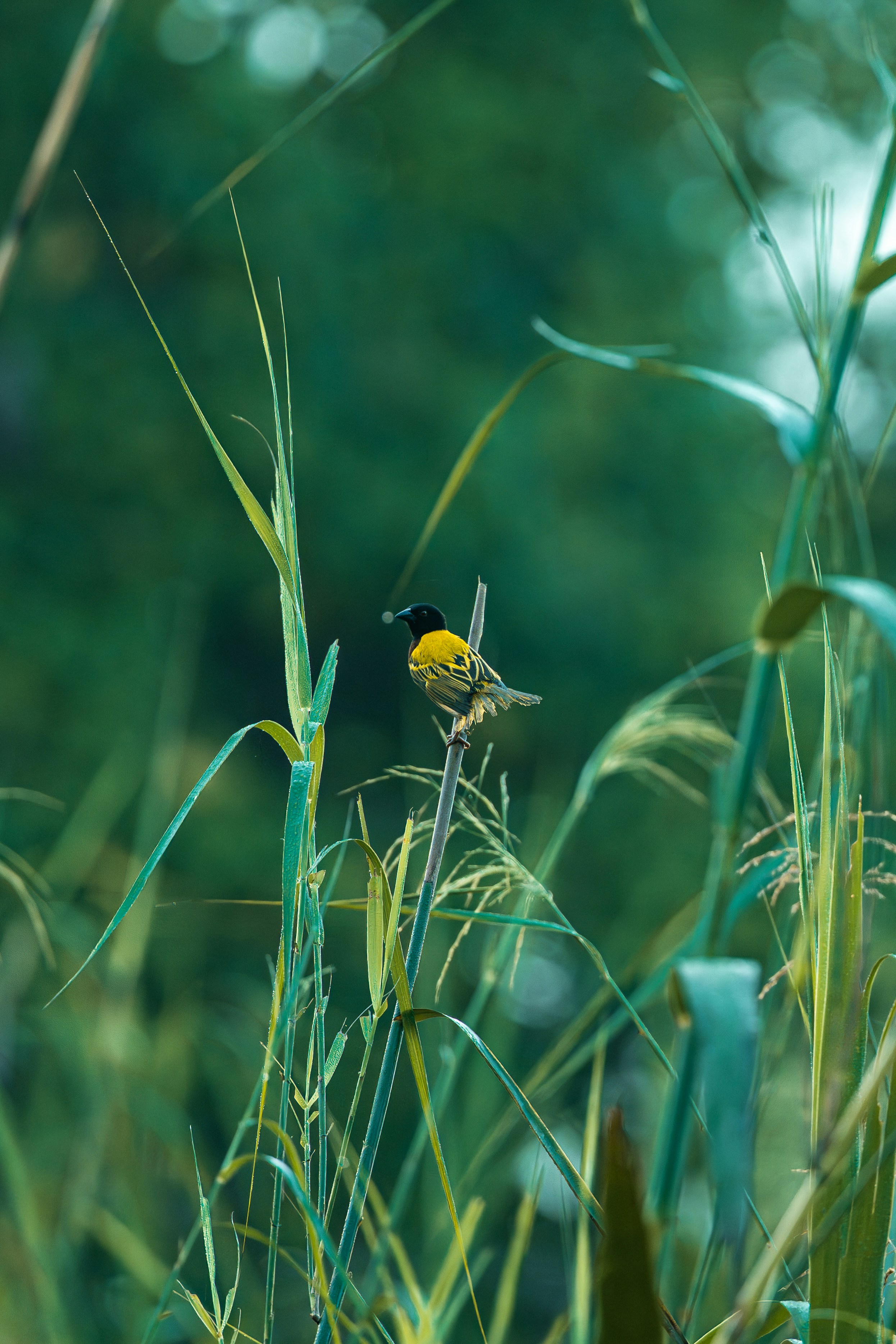 Golden Warbler on a Reed Throne