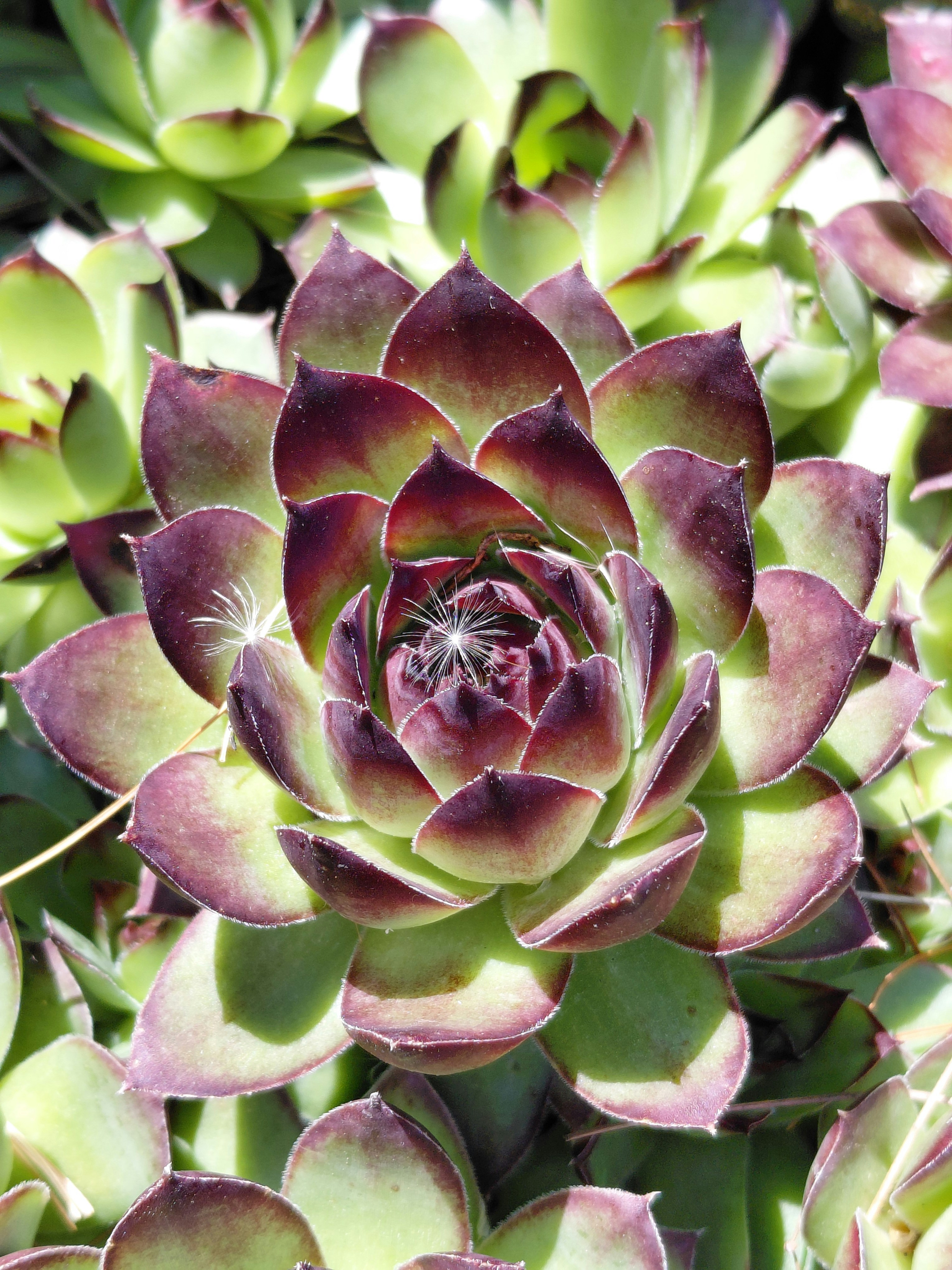 Juxtaposed Rosette: A Succulent Spiral in Sunset Tones