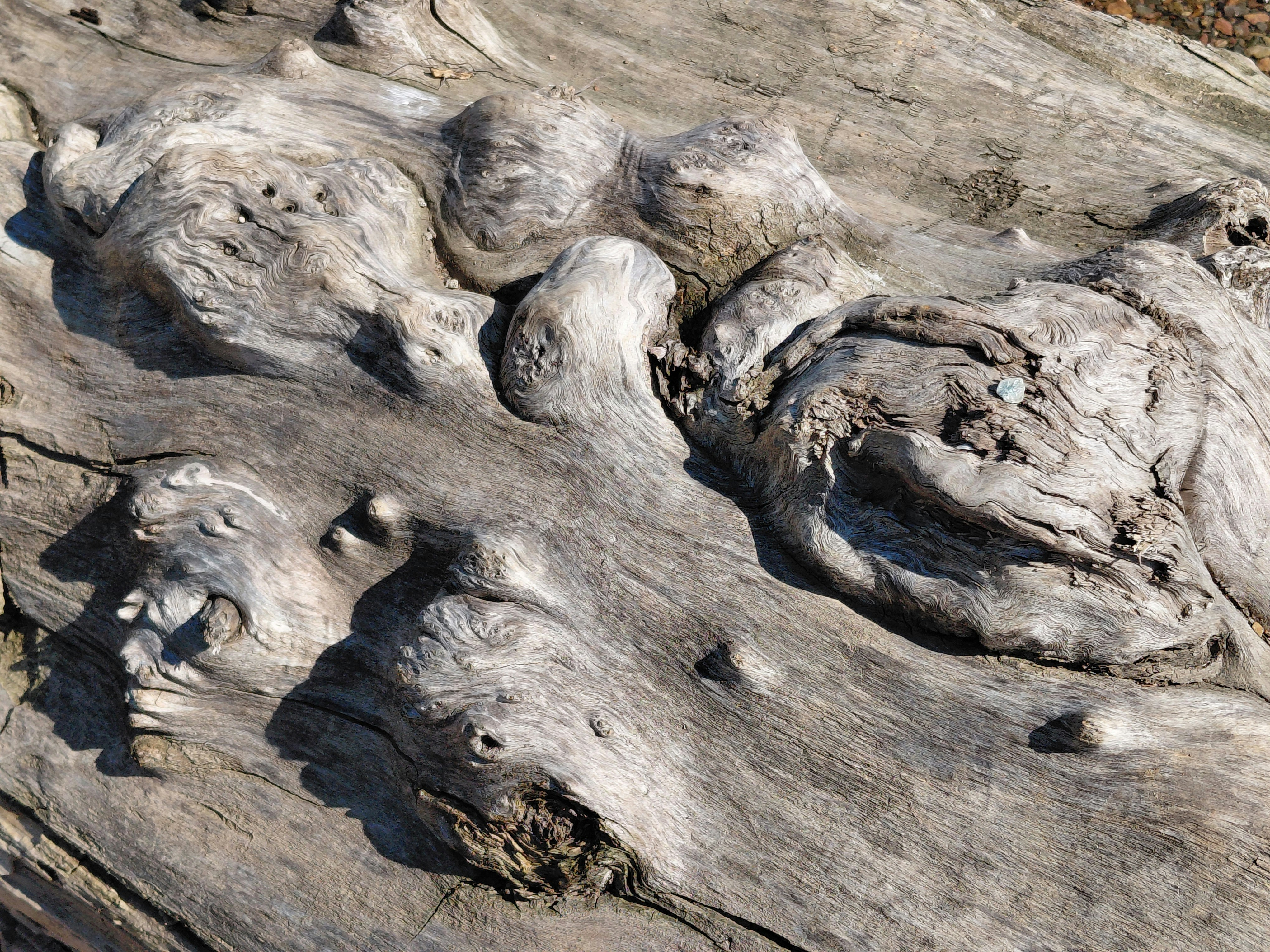 Weathered Drift: Interwoven Grains of Sun-bleached Wood