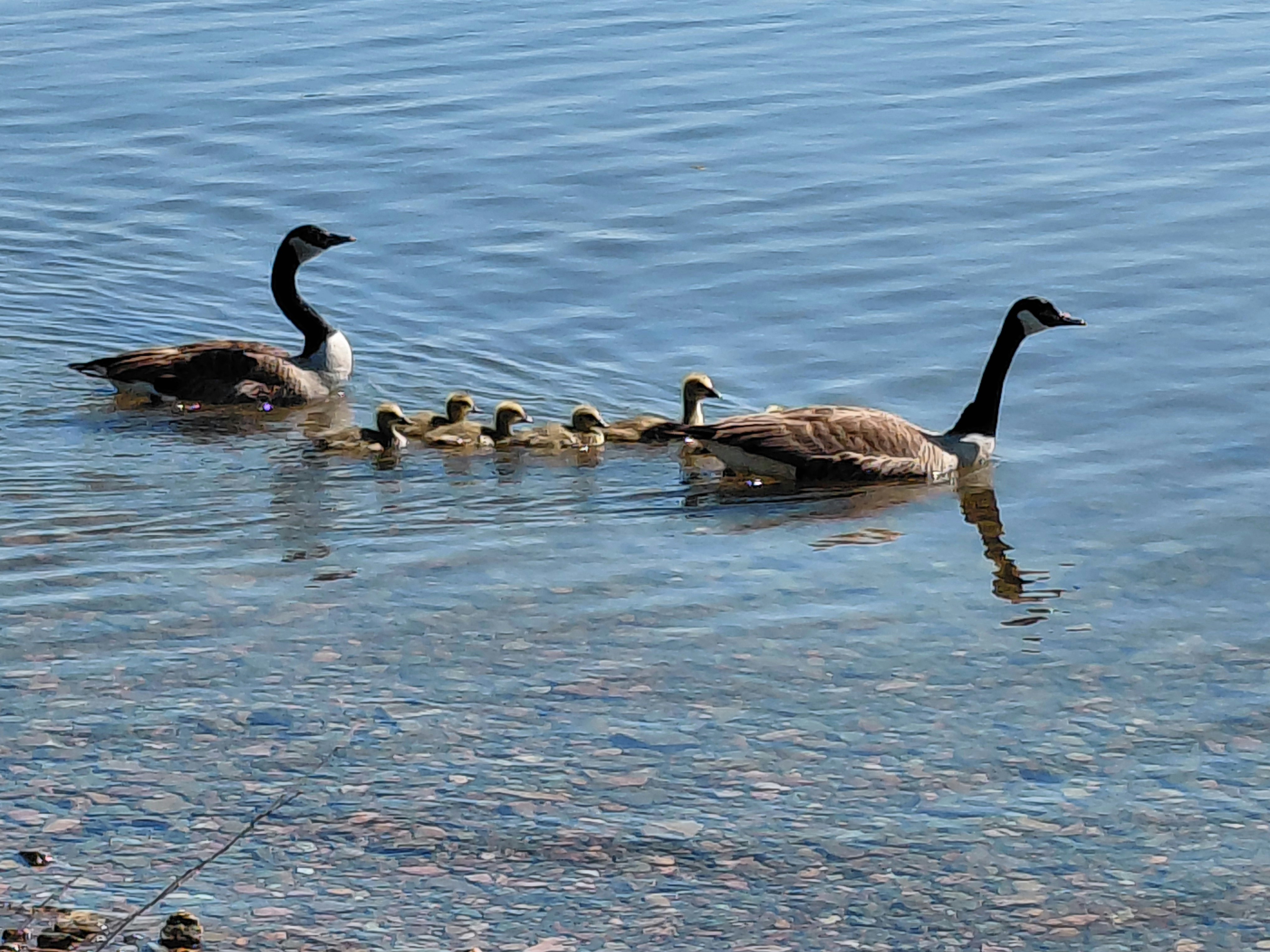 Parent geese Lead a Line of Cygnets Across Calm Blue Waters