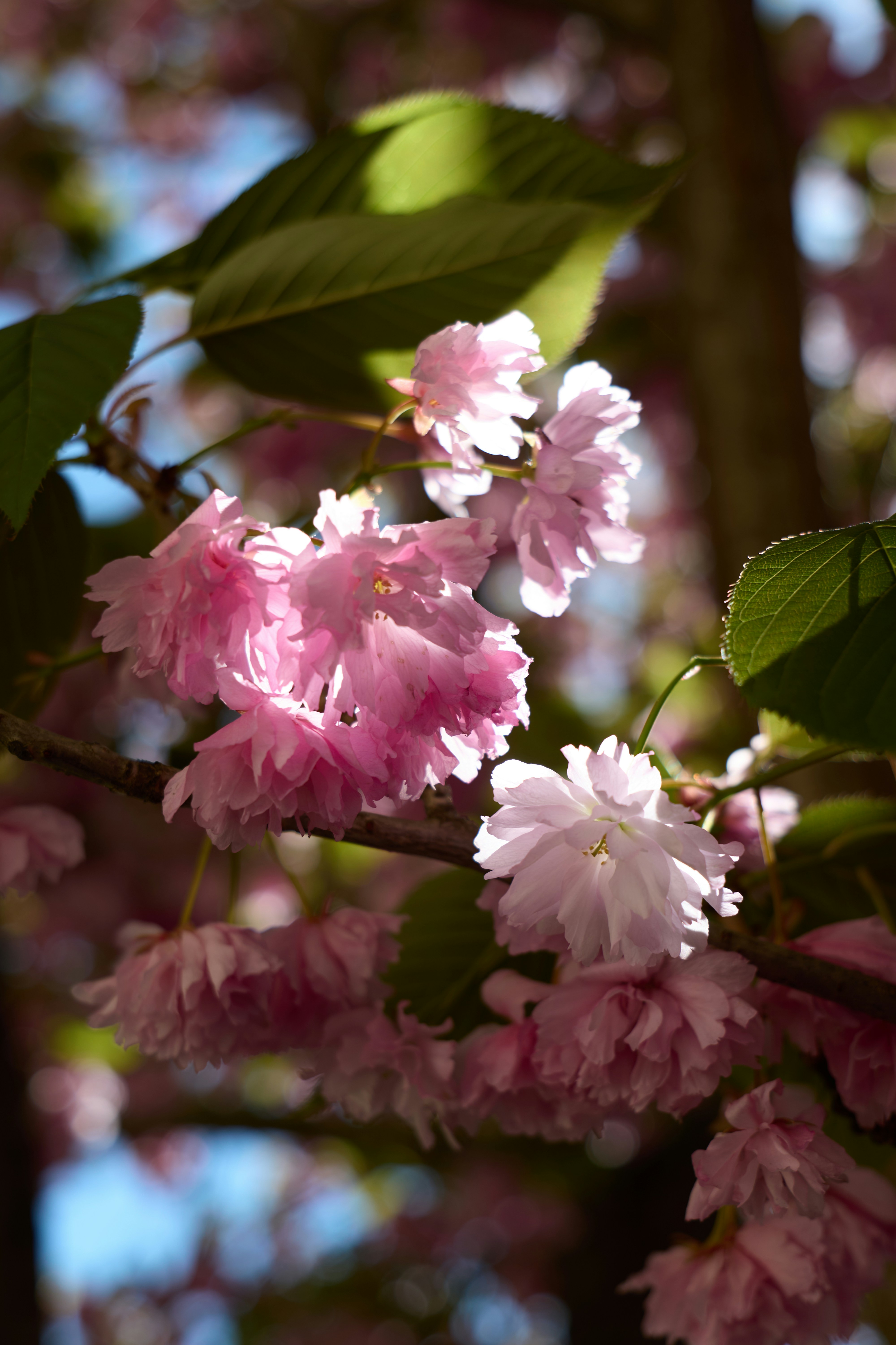 Soft Pink Blooms on a Sunlit Branch