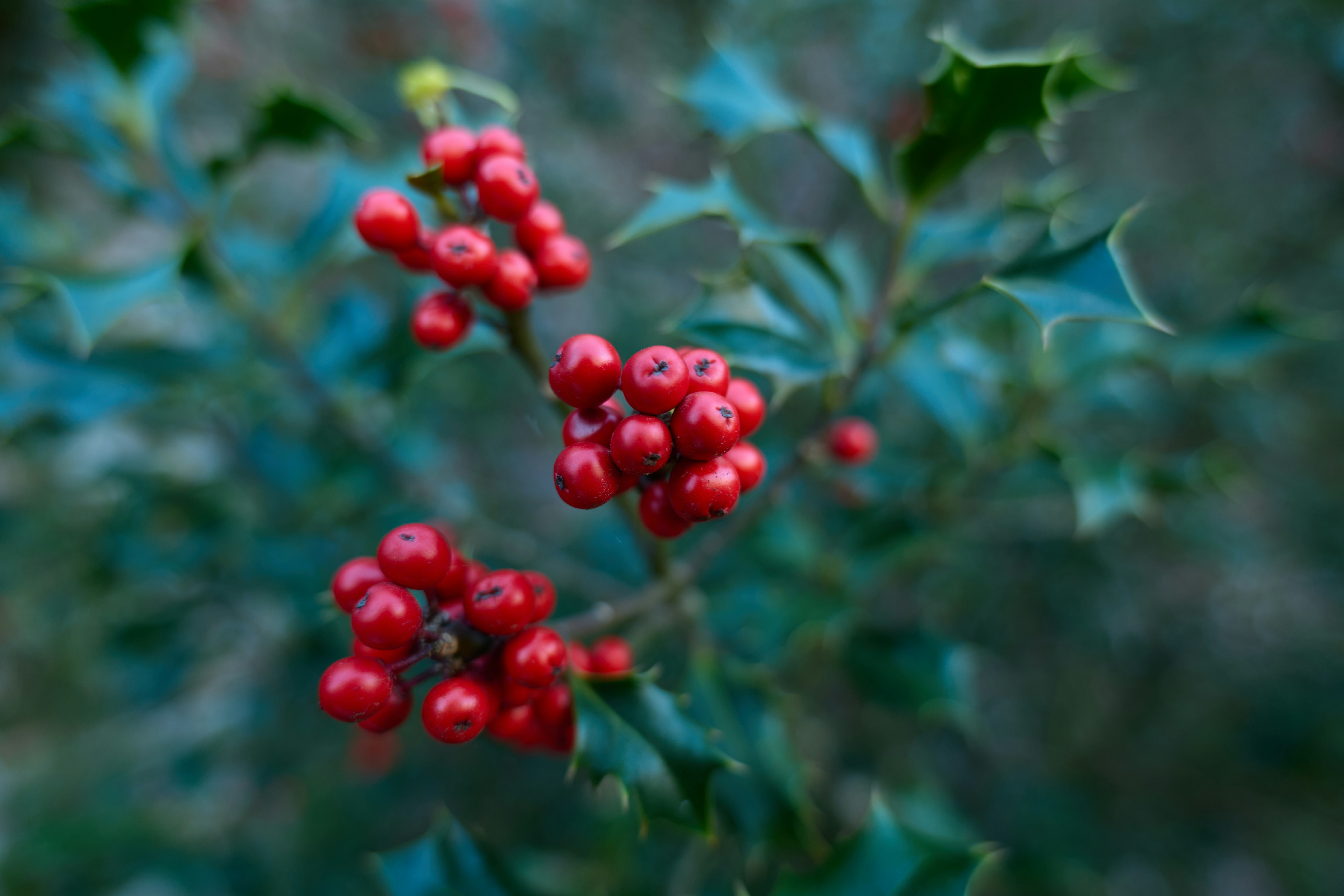 Crimson Berries in Soft Focus Under a Cool Canopy
