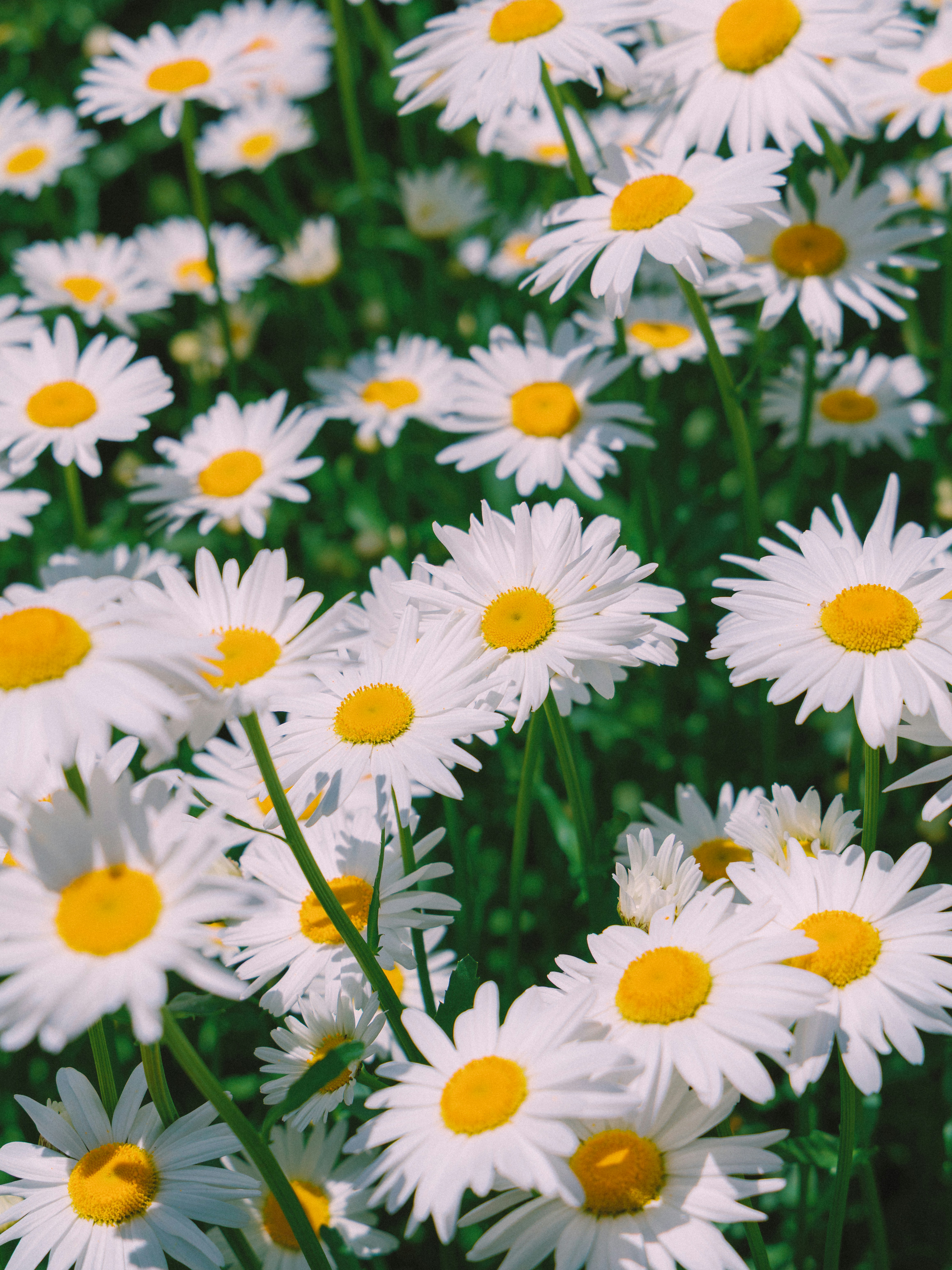 Field of White Daisies: Sunlit Golden Centers in a Lush Green Bed