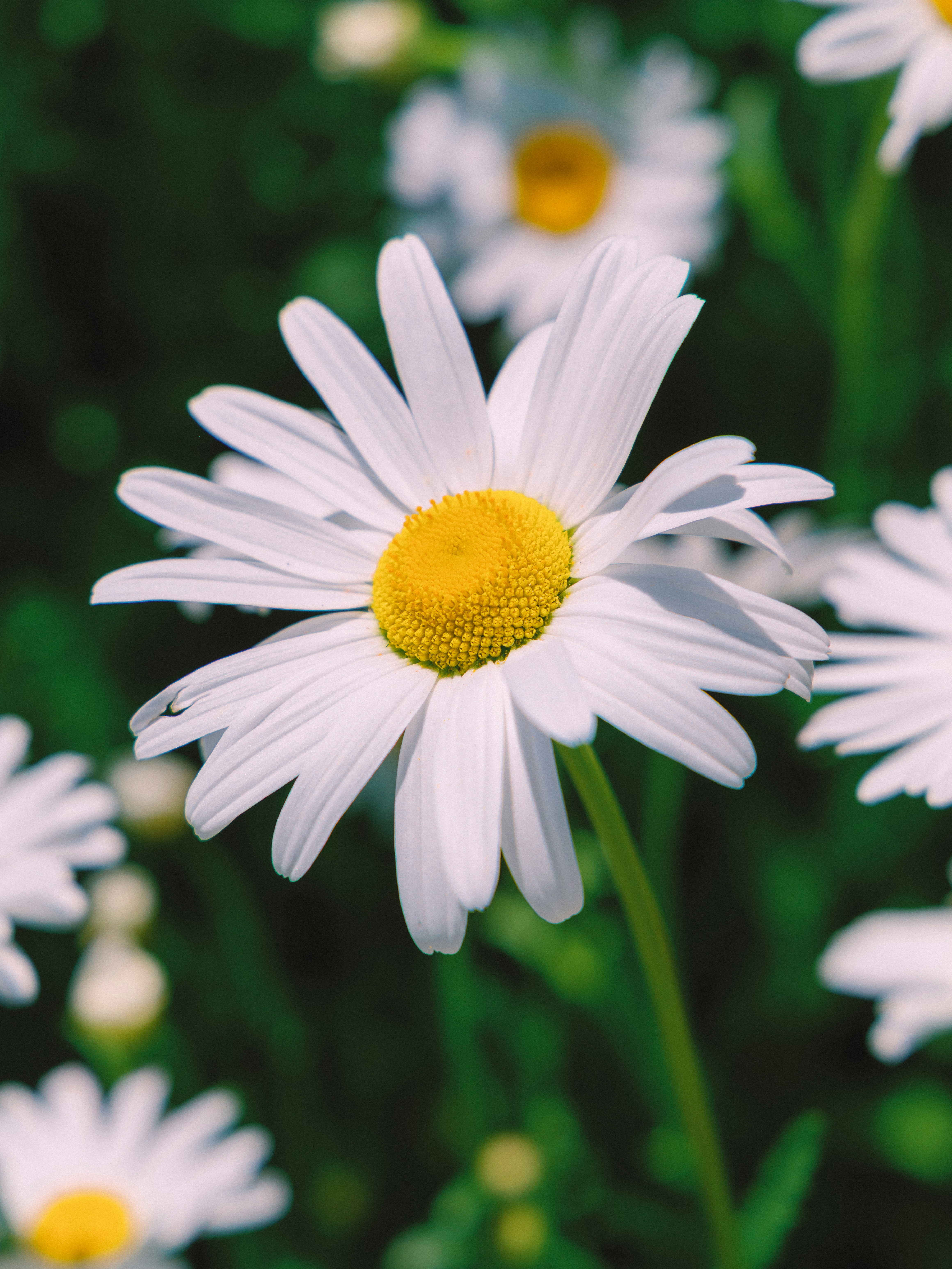 Daisy Spotlight: A White Petal Crowned in Sunlight
