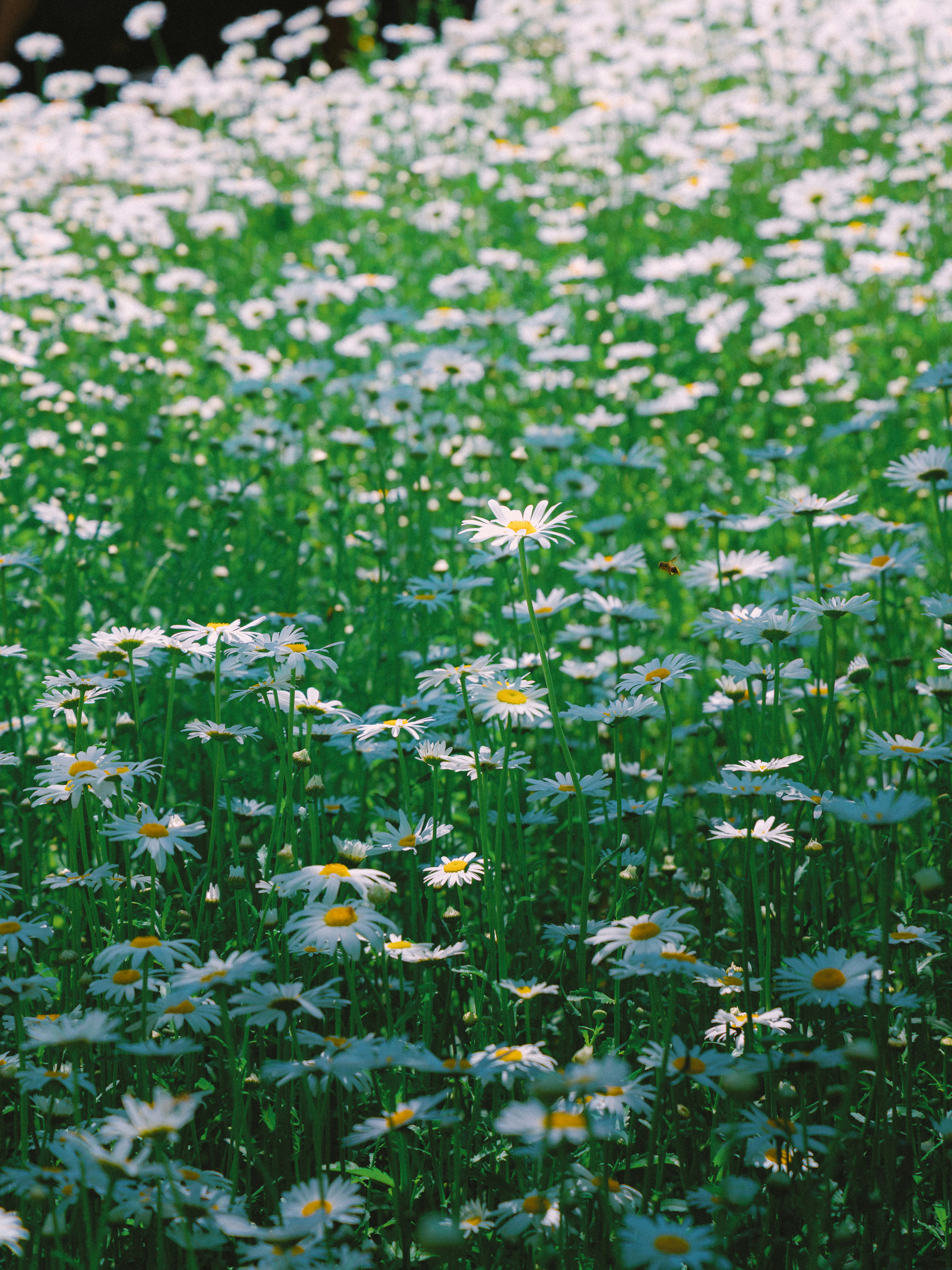 Field of White Daisies Under a Sunlit Canopy