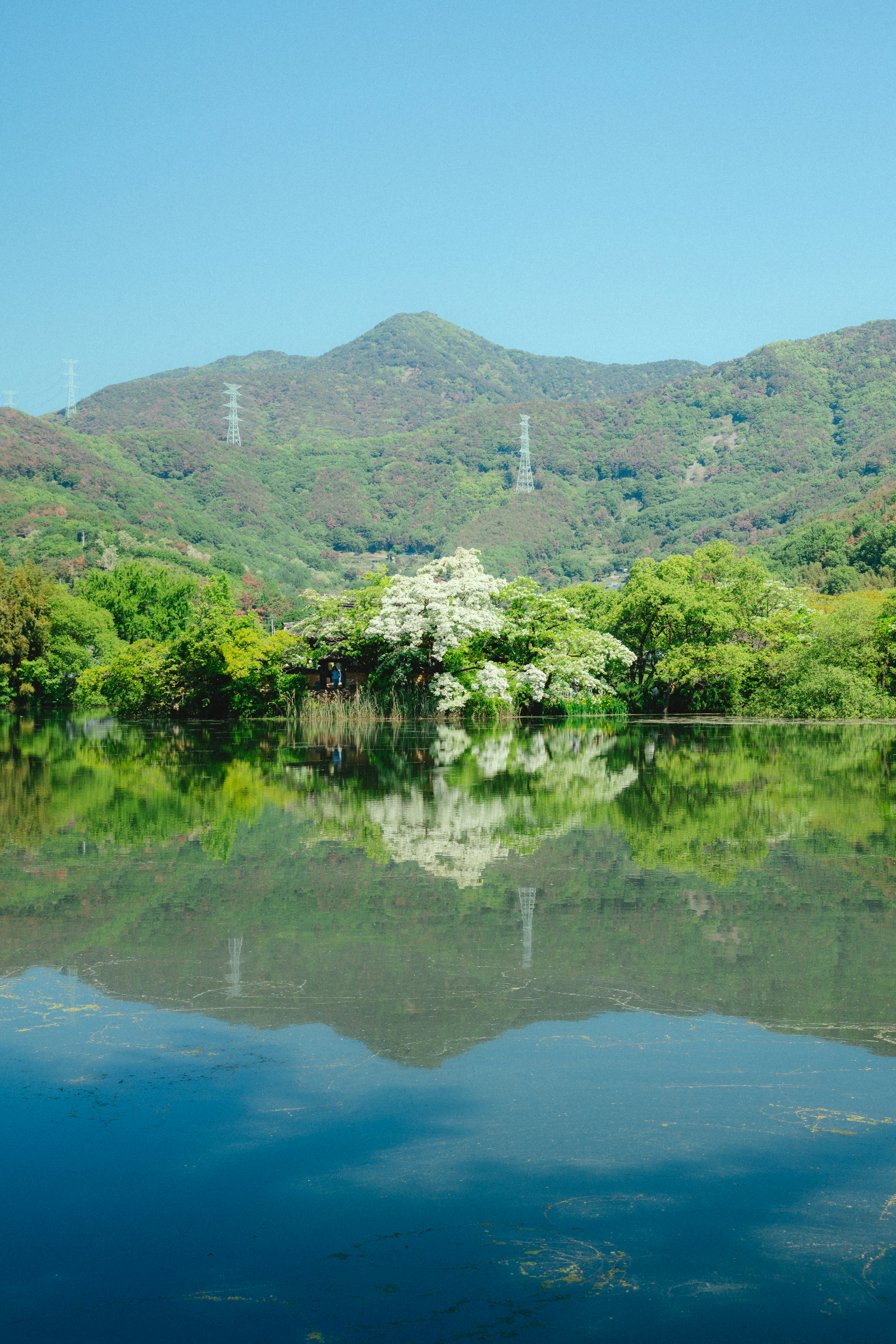 Luminous Lake Mirror: White blossom on the forest island