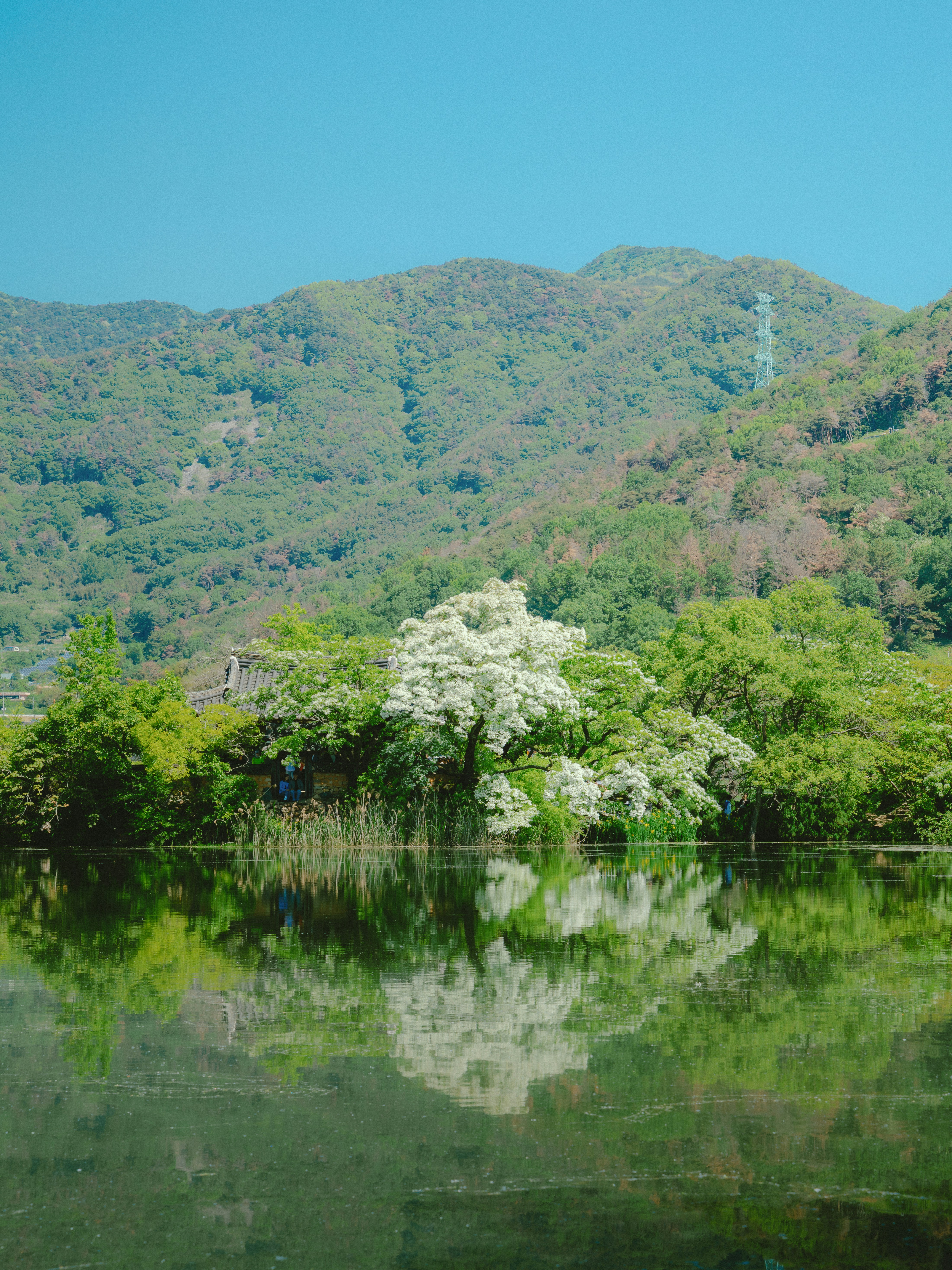 White blossoms at the lakeside, mirrored in still water beneath the hillside