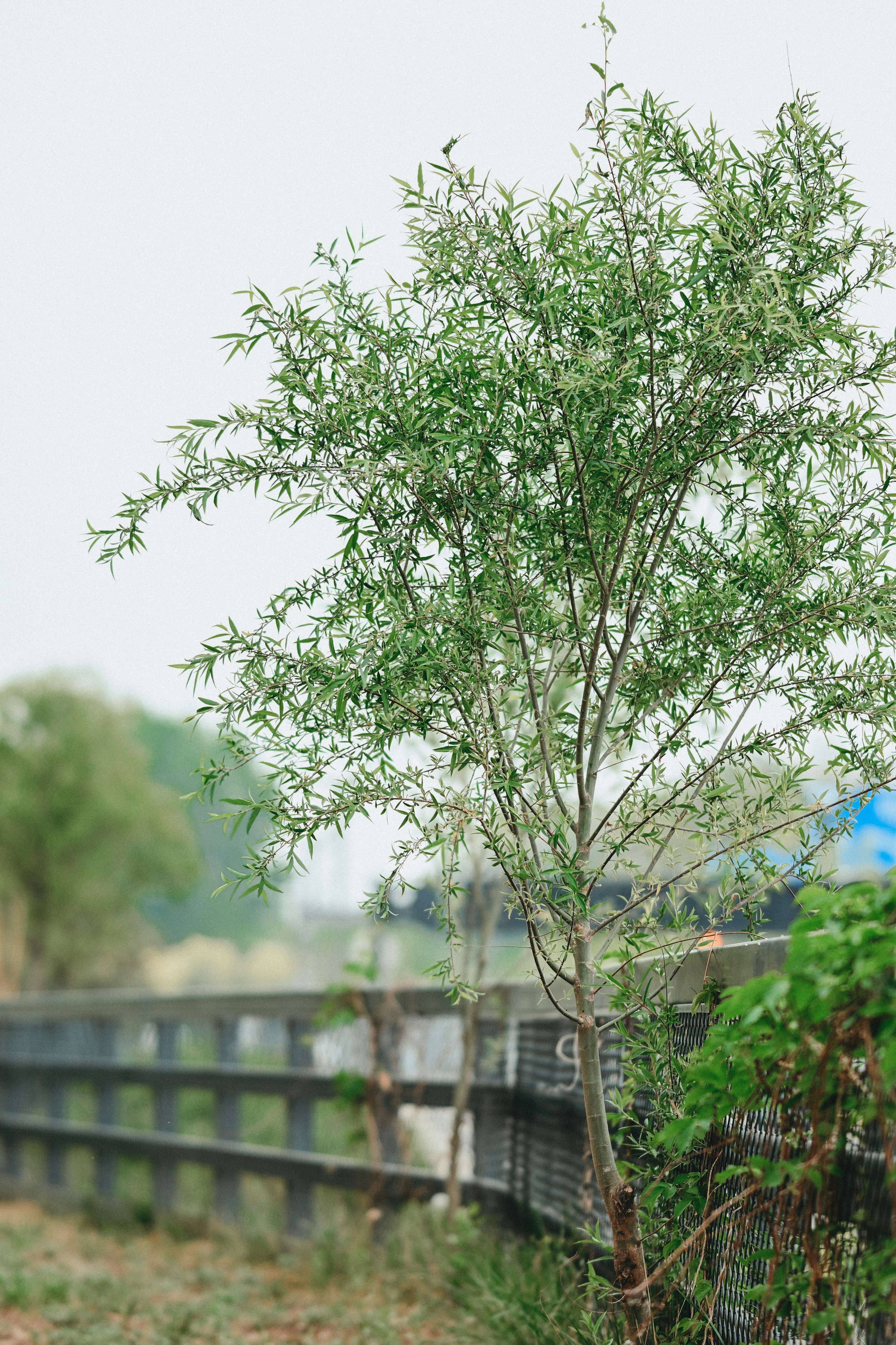 Young Willow Against a Quiet Fenced Landscape