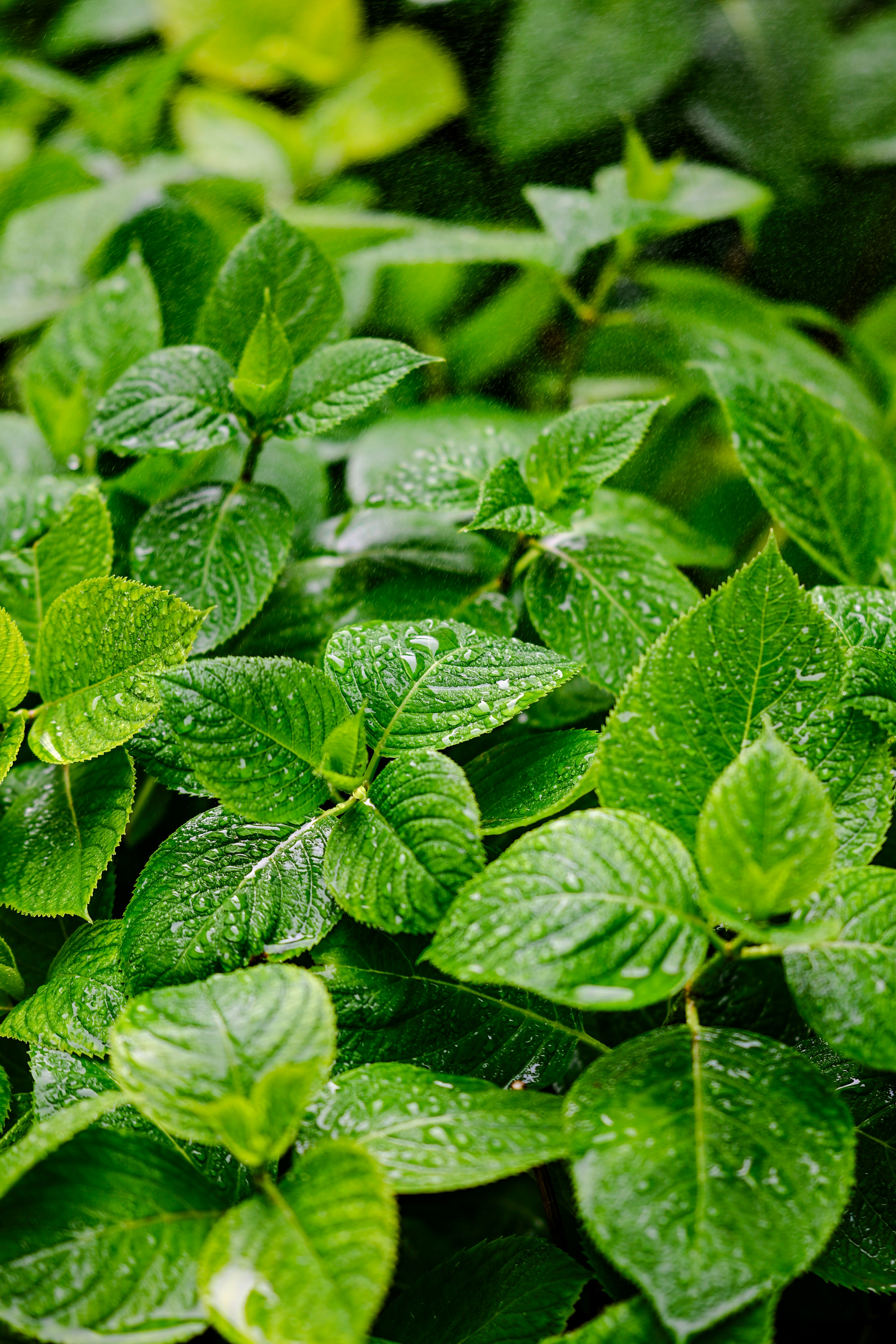 Verdant dew-kissed mint leaves in sunlit undergrowth