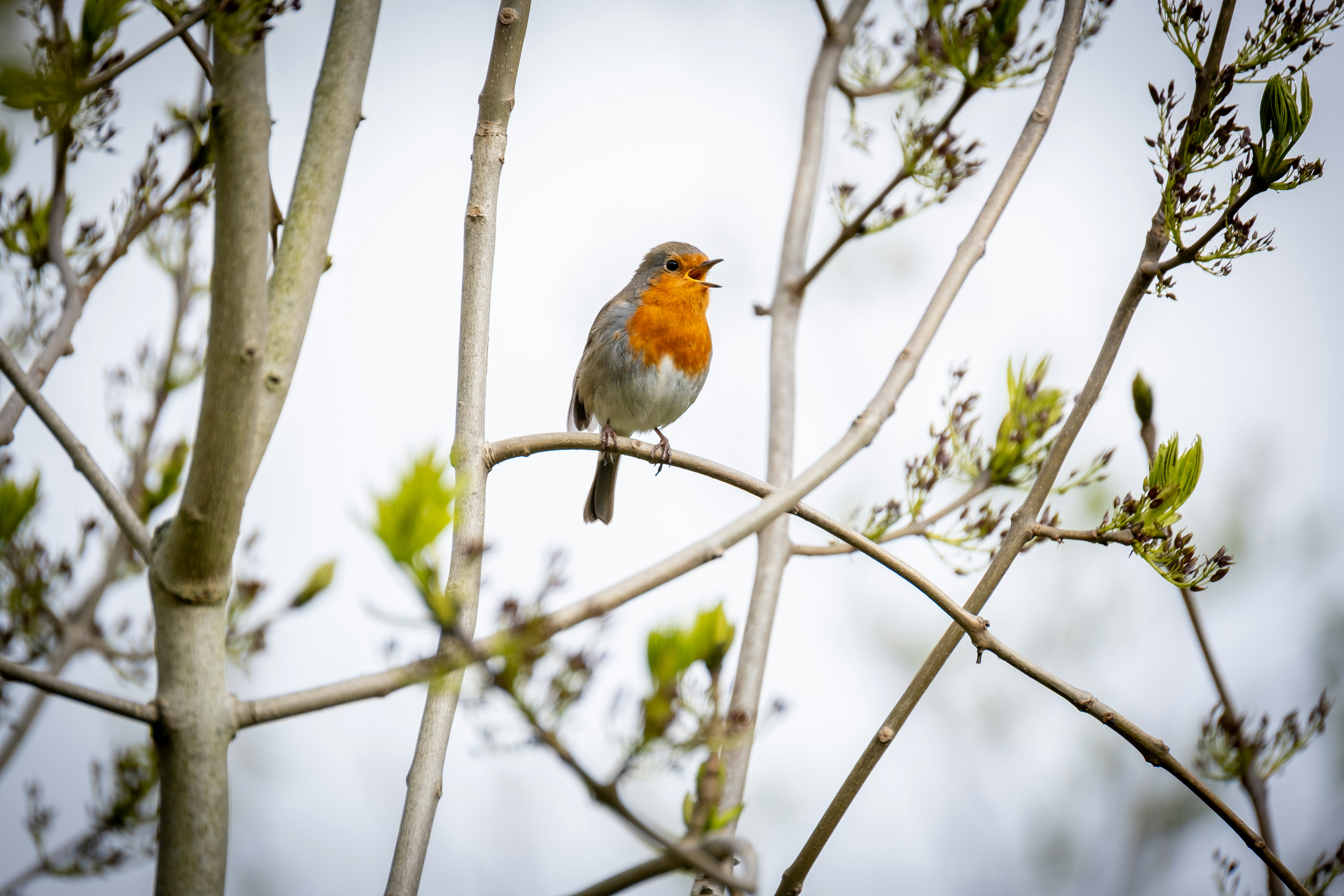 Robin on a Quiet Branch Amid Spring Light