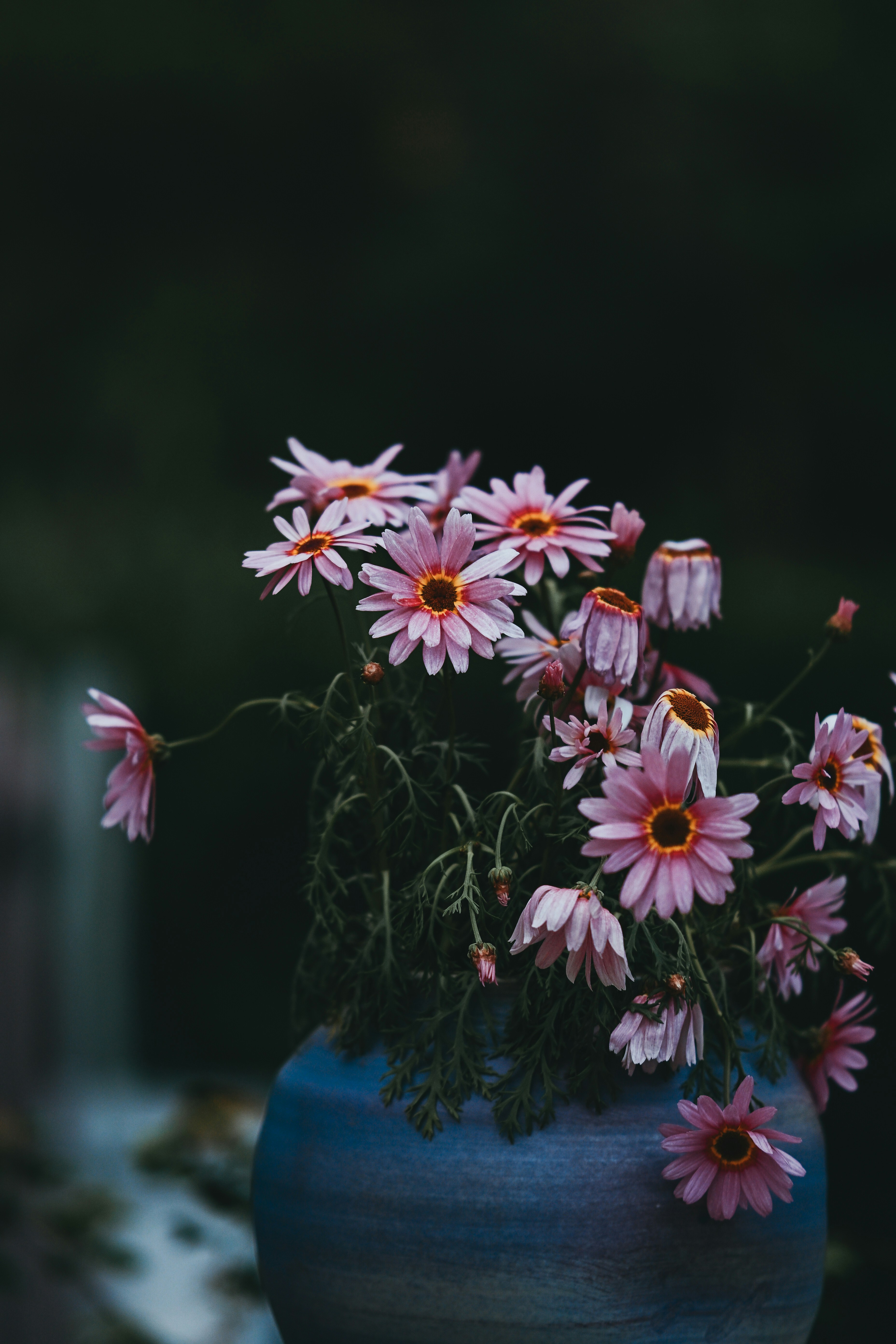 Pink Daisies in a Deep Blue Vase