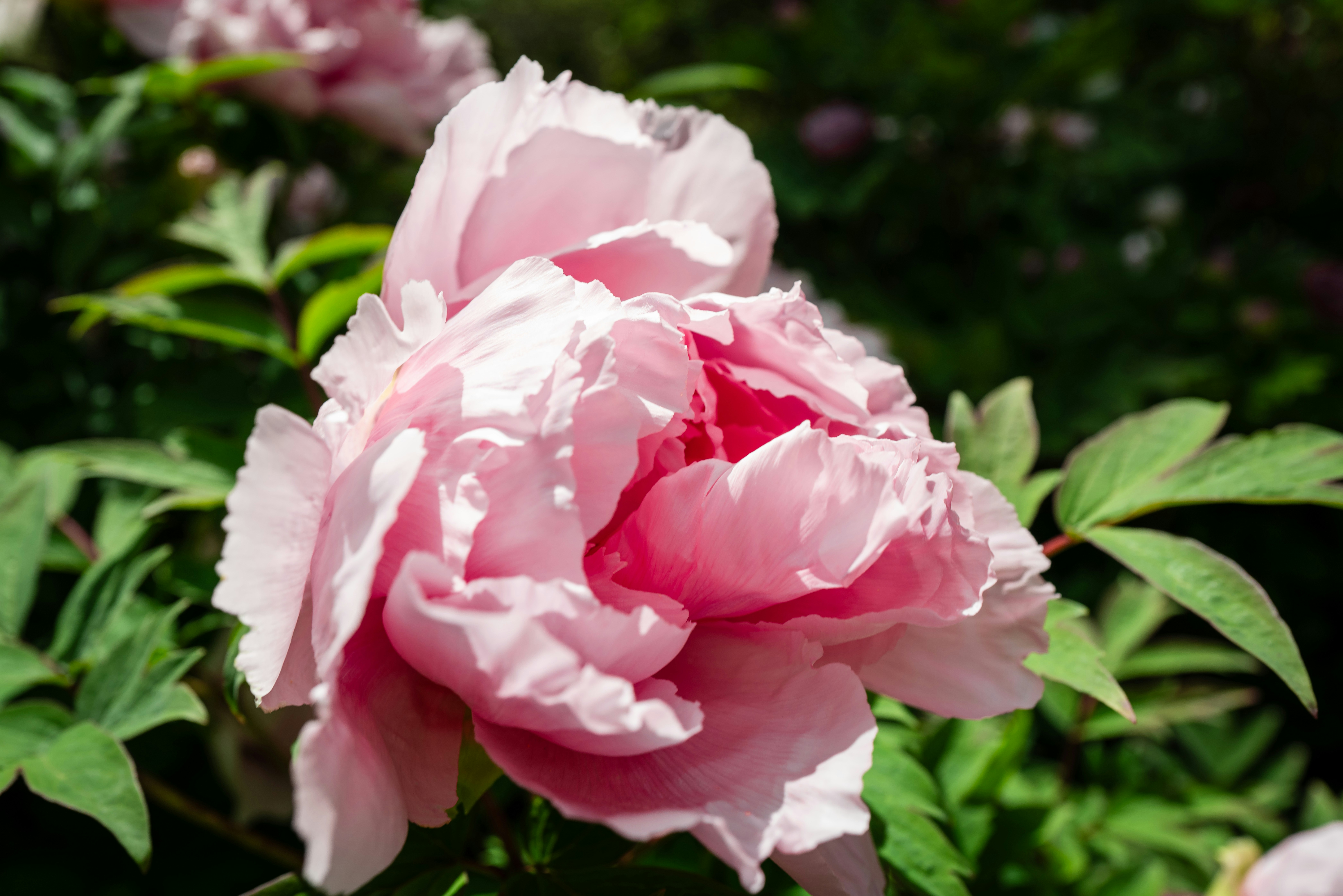 Peony in Soft Focus: A Pink Bloom in Quiet Garden Light