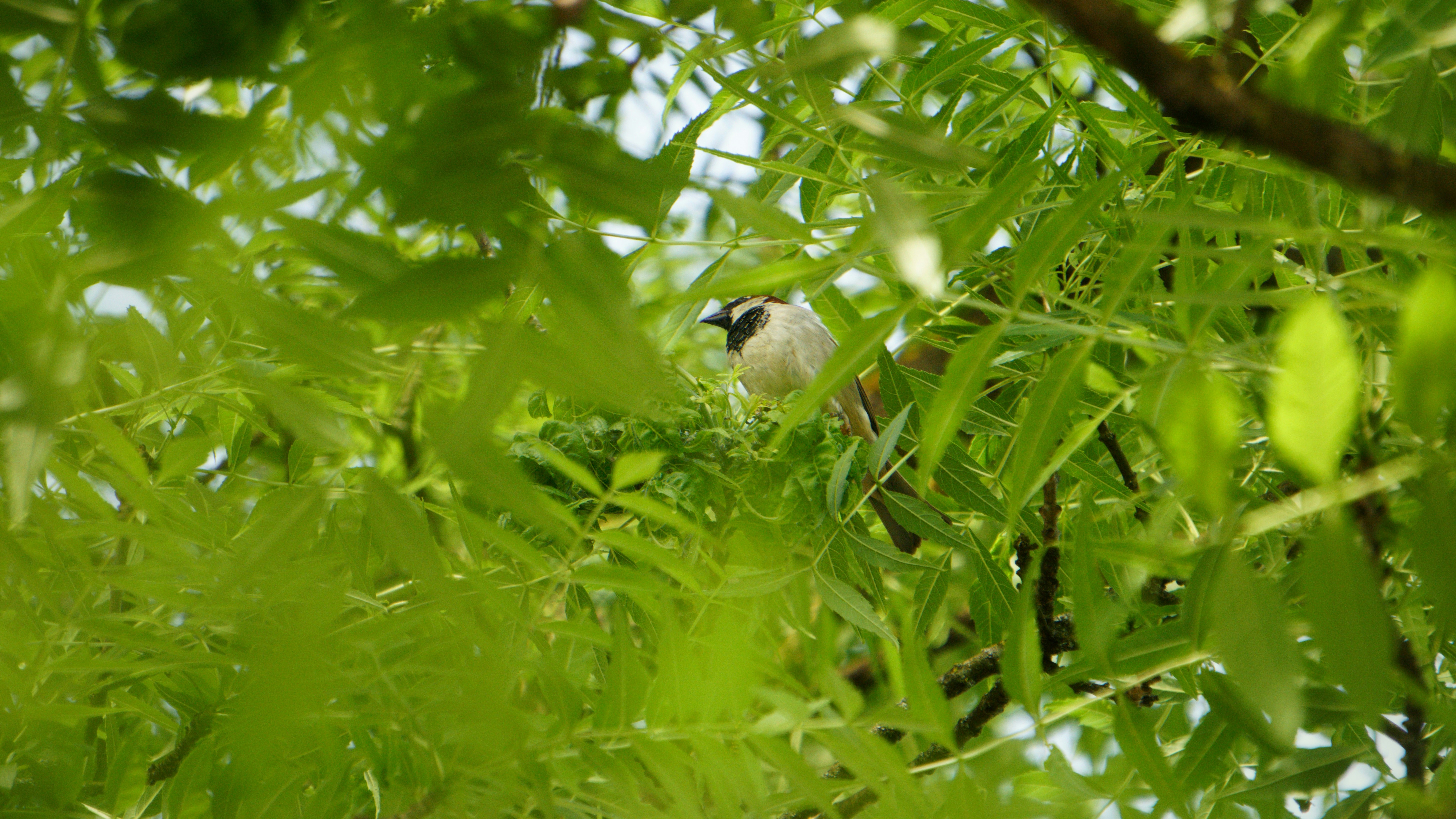 Hidden Songbird Among Green Veils