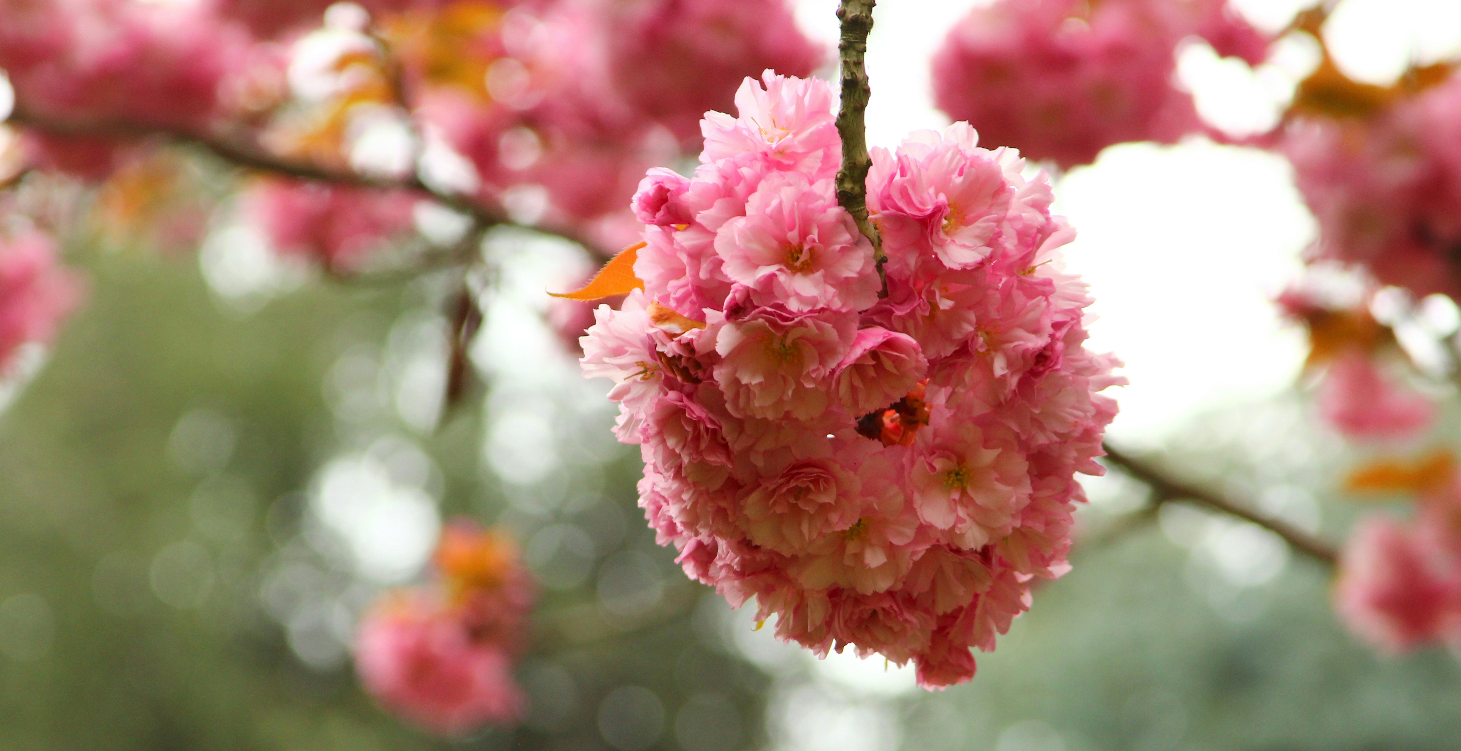 Blossom Halo: A Pink Cloud of Spring Prickles
