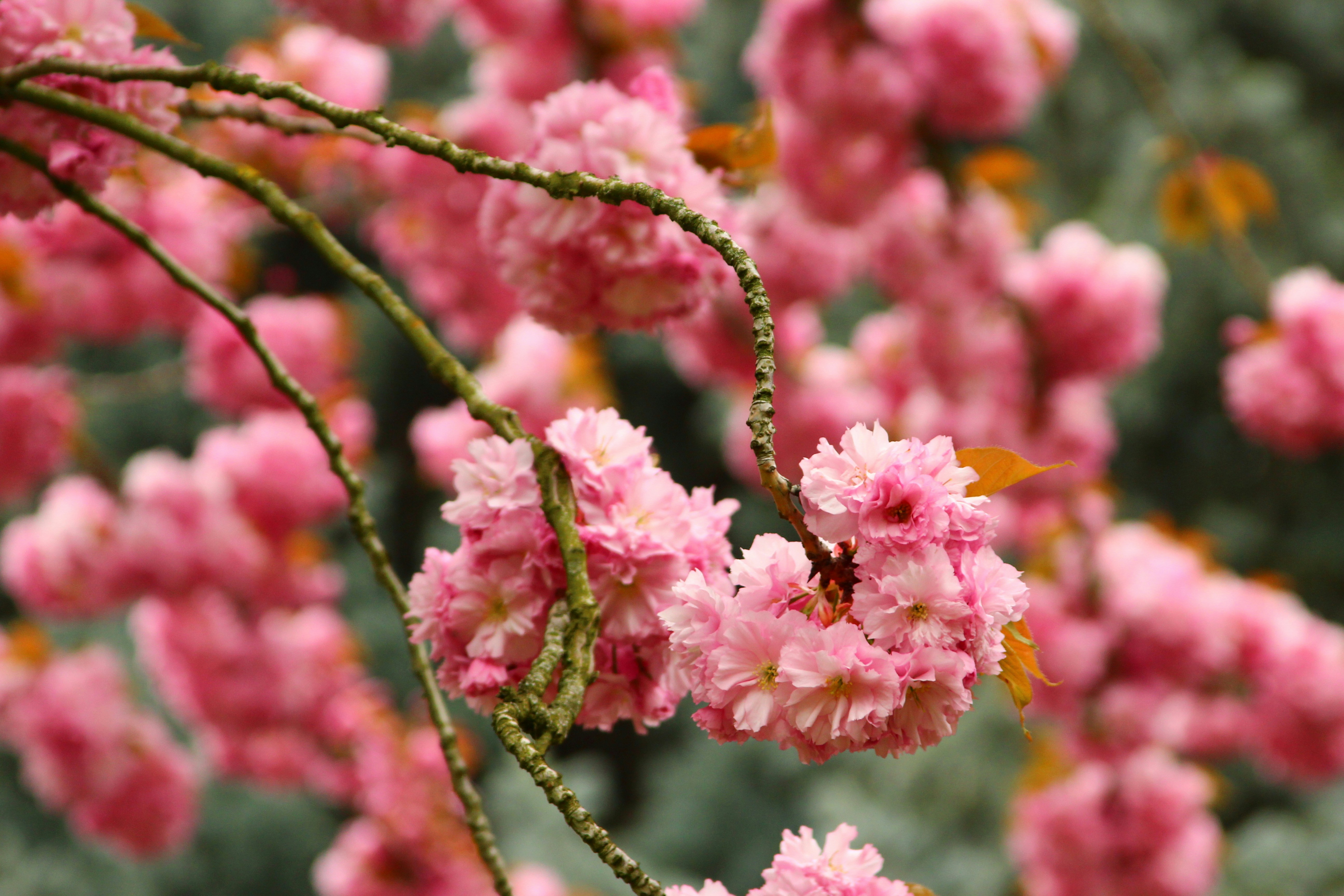 Blossoms in Focus: Coral Clouds on a Mossy Branch