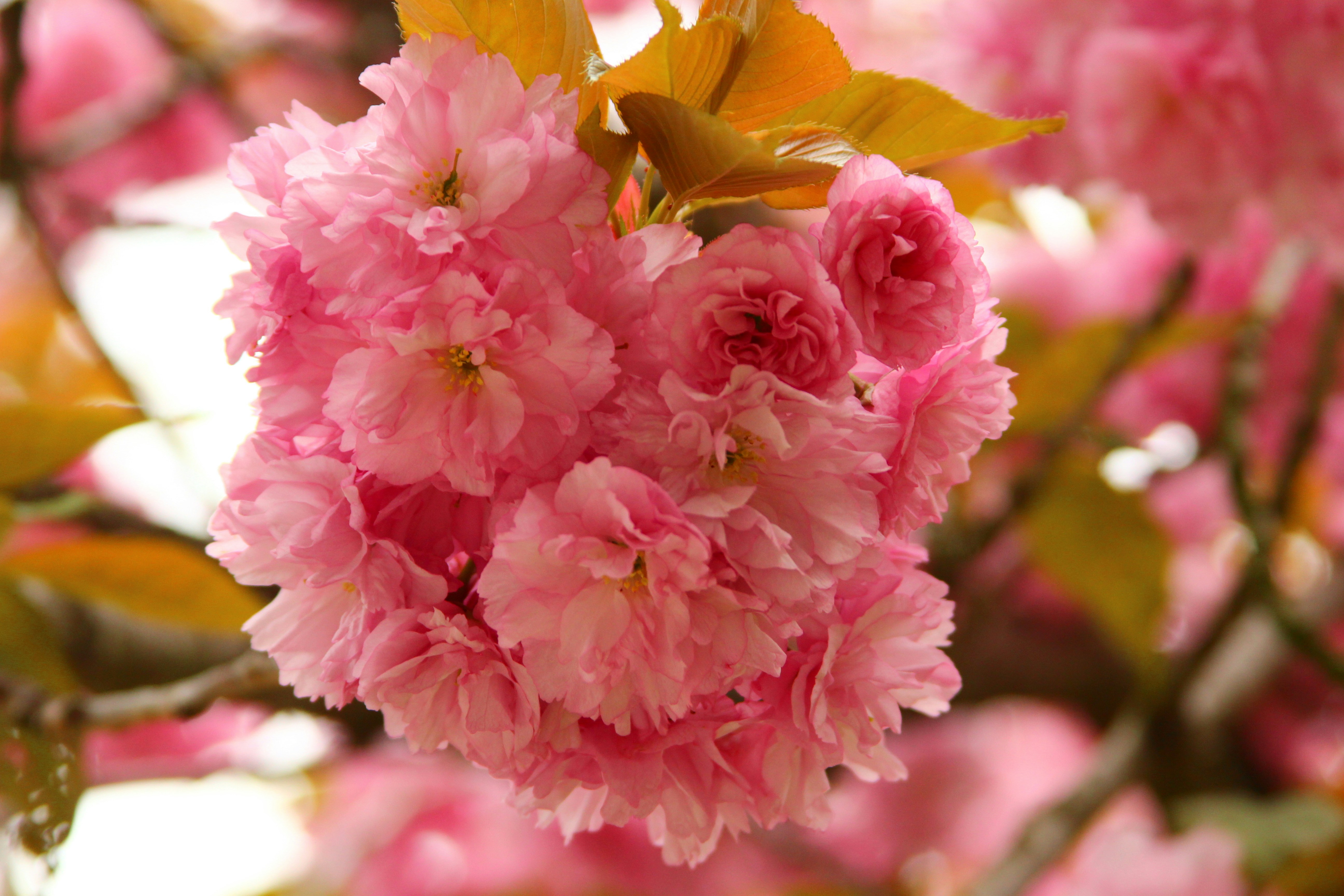 Blossom Burst: A Cloud of Pink Peonies in Spring Light