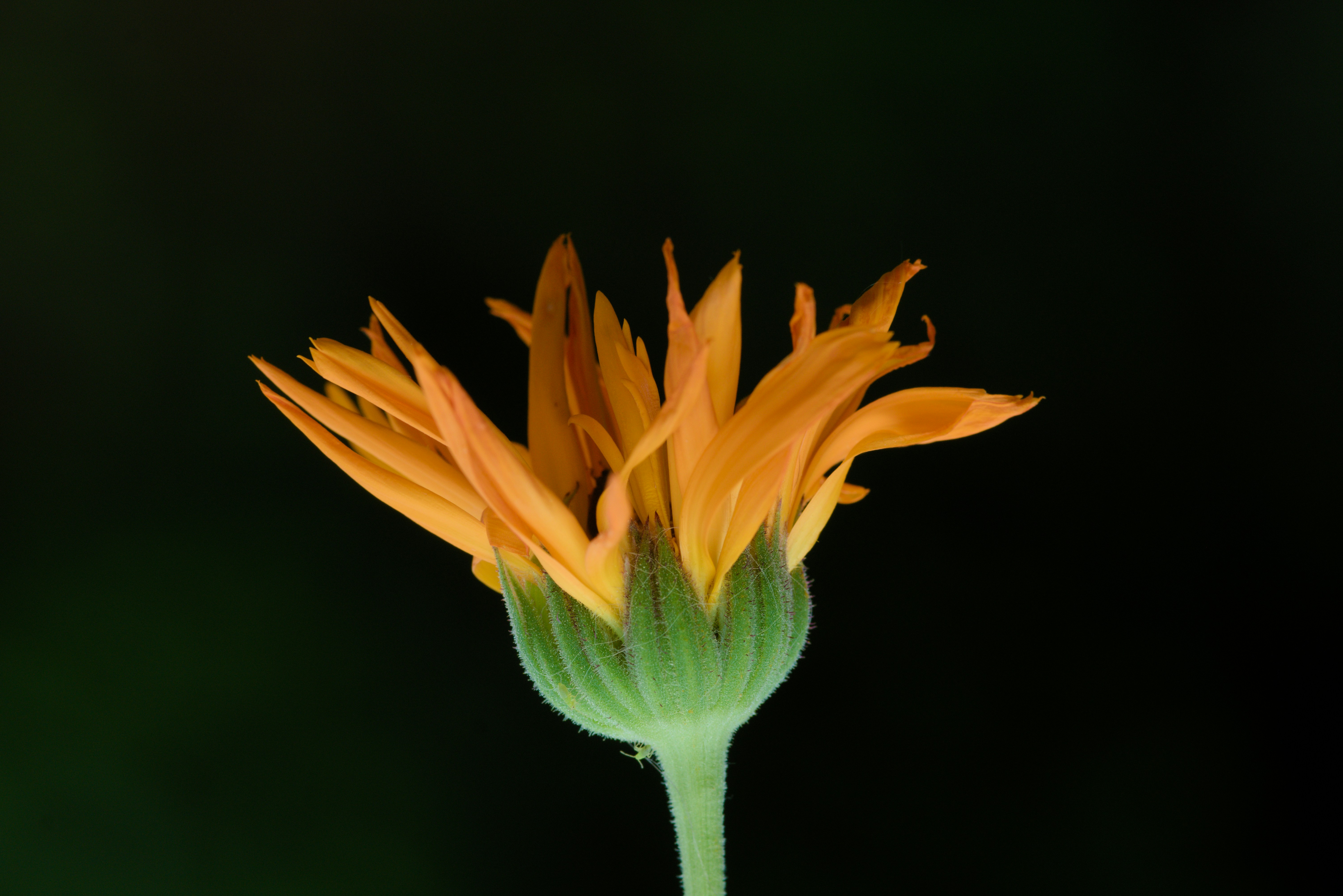 Golden Bloom Against Velvet Night