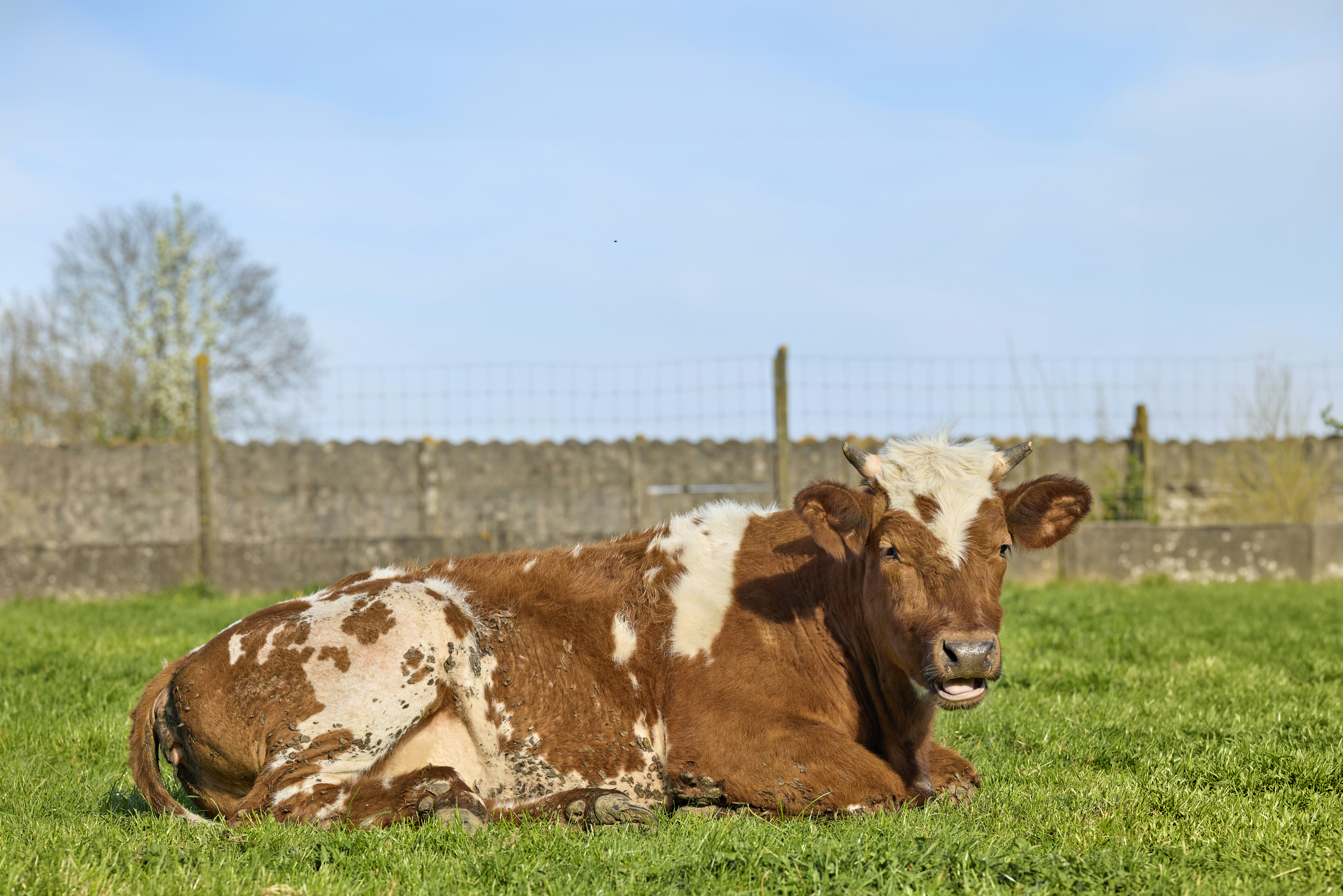 Sunlit Red-and-White Cow Resting in a Green Pasture