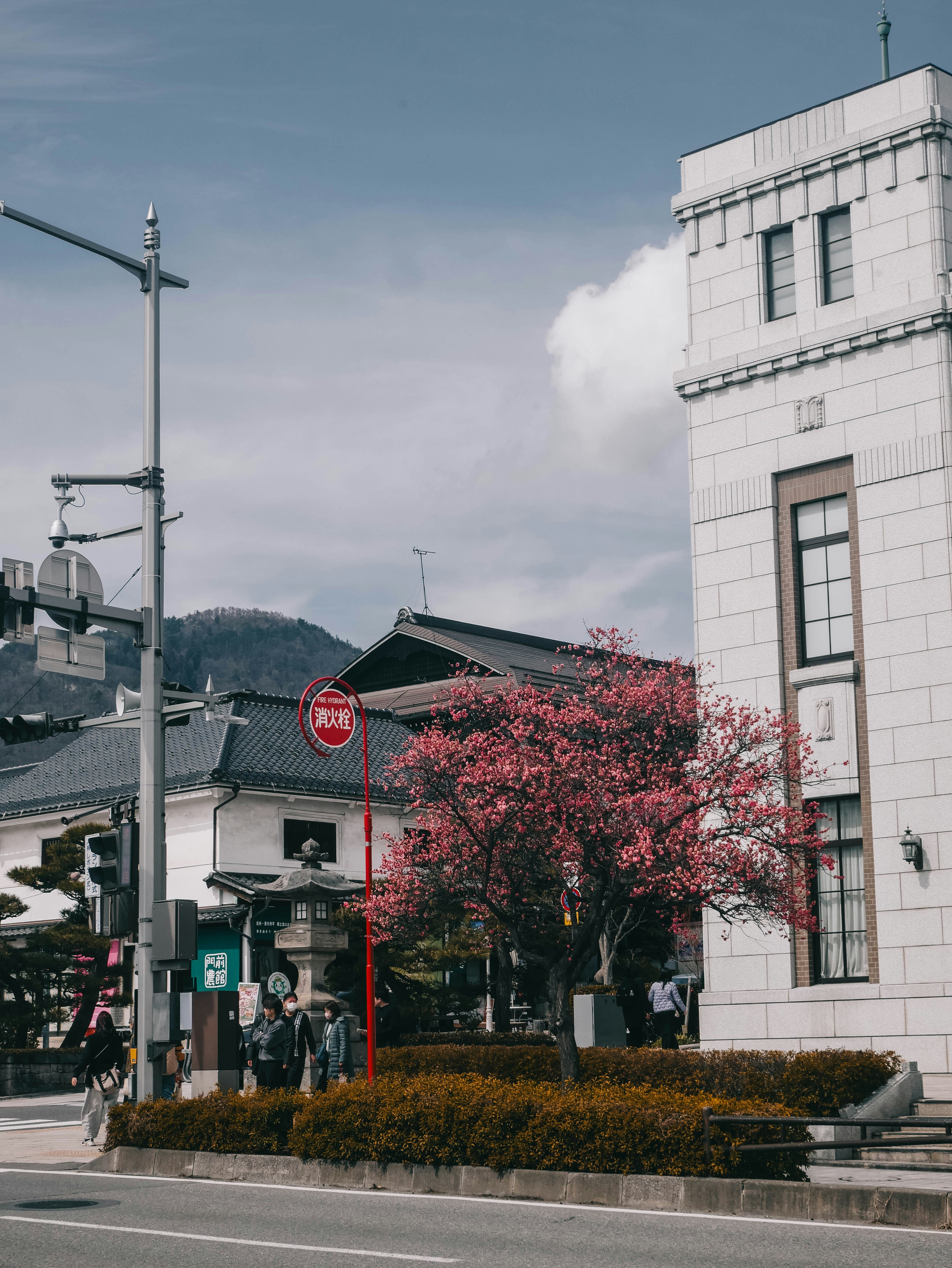 Cherry Blossom Frame at a Quiet Street Corner