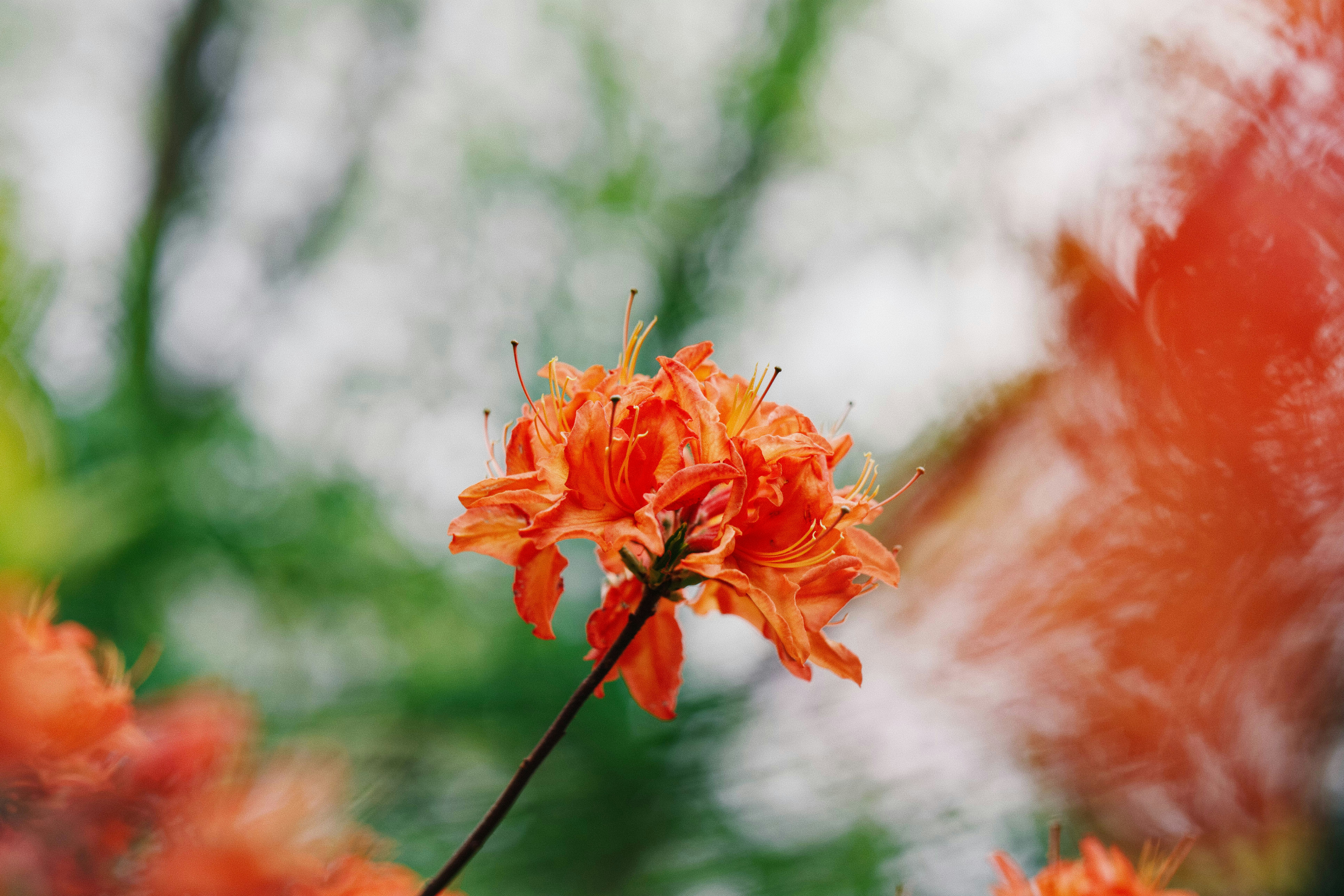 Flame Bloom: A Coral Flower Reaches Toward the Light