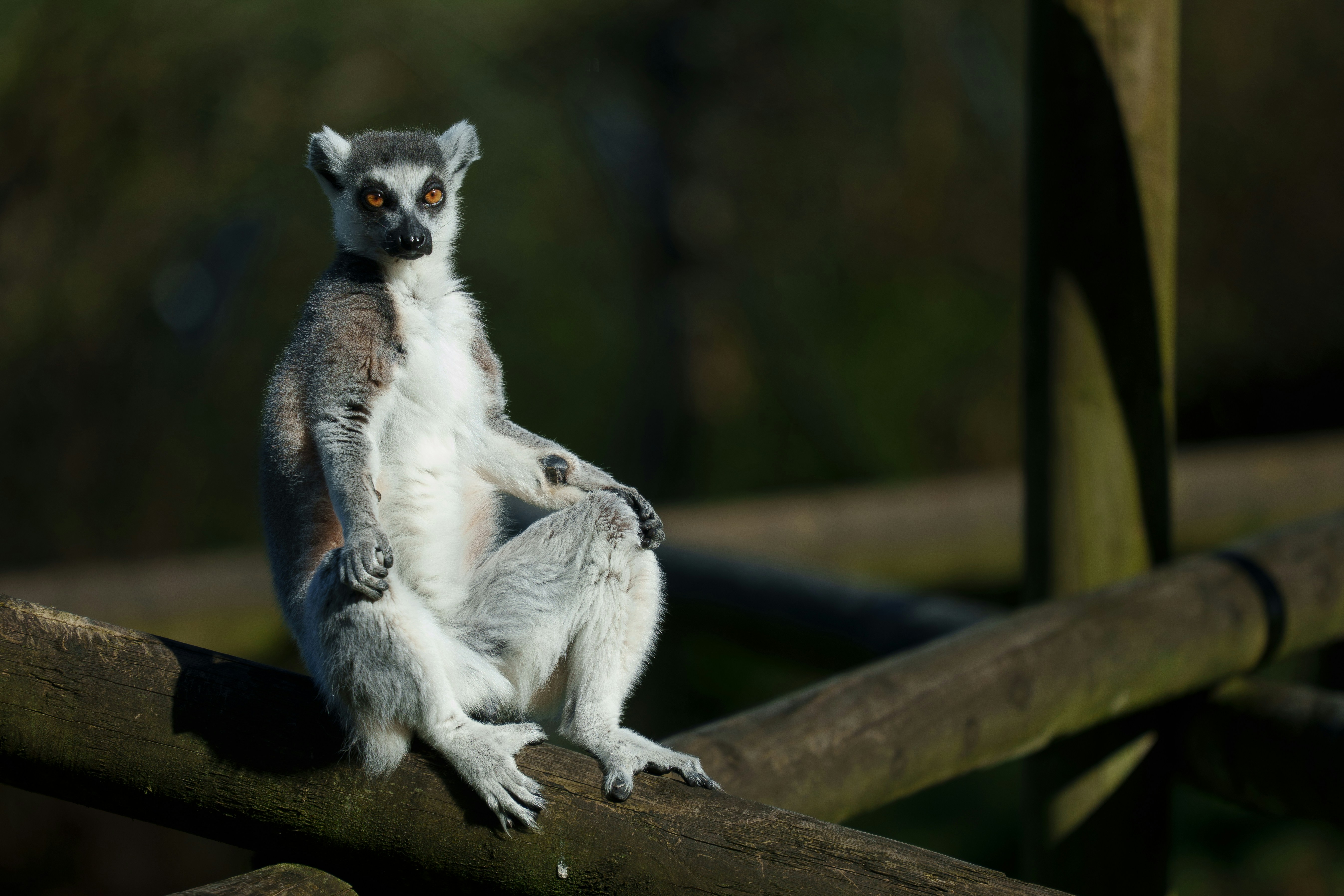 Curious Ring-Tailed Luminary Perched on Wooden Rails