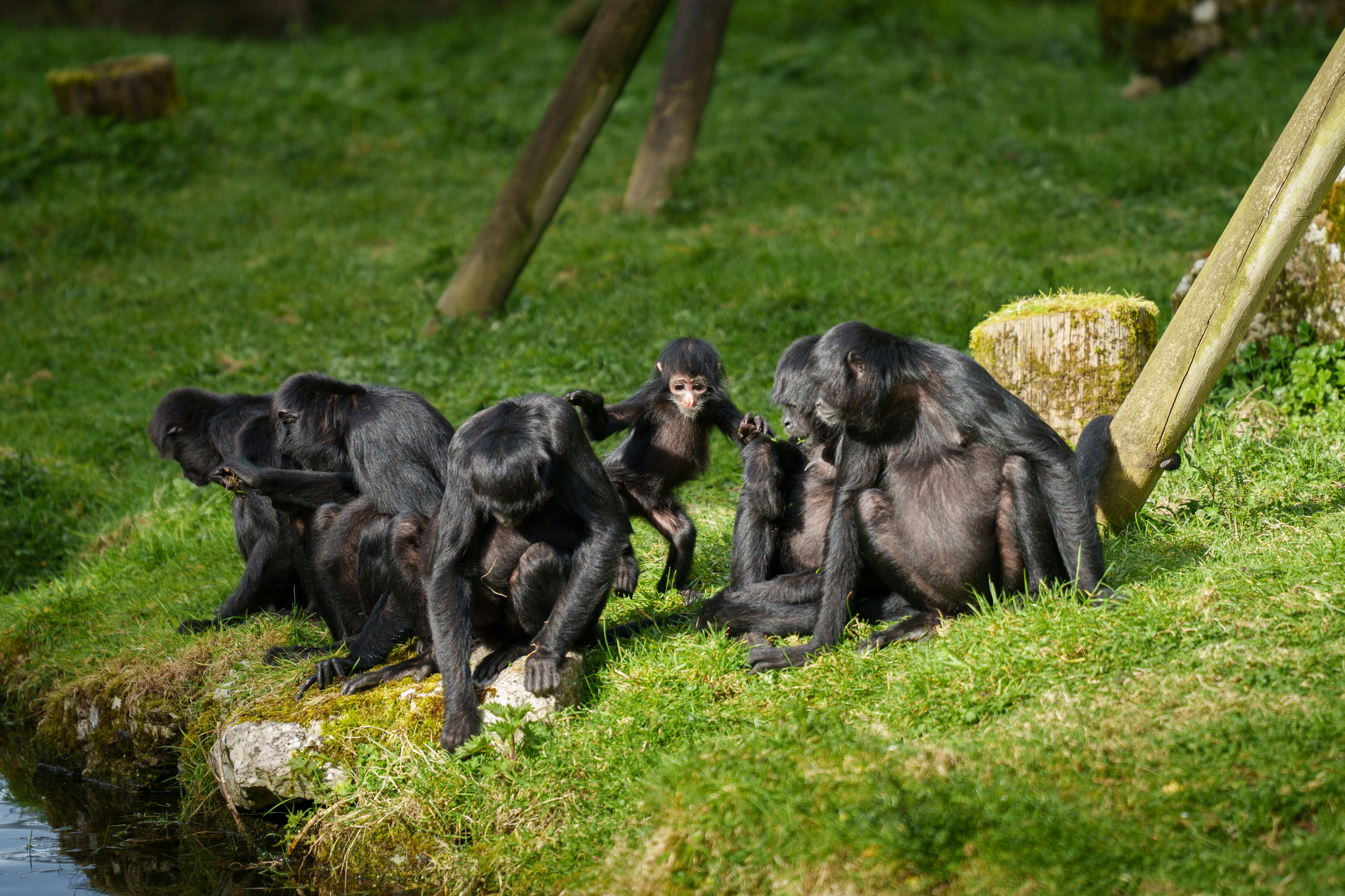 Chimp Family by the Riverbank: Quiet Bonds in Dappled Light