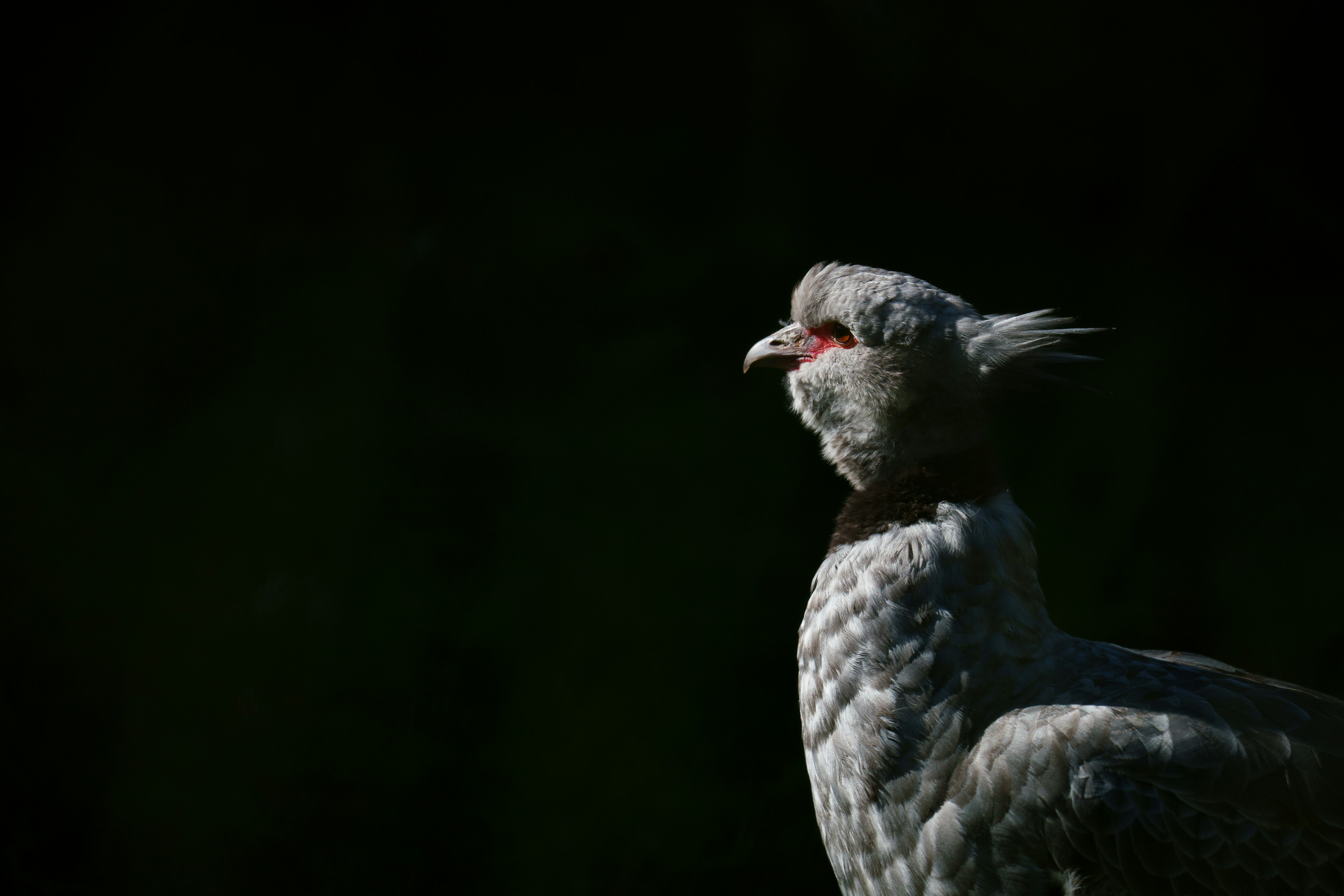 A lone crest and gaze: a sunlit heron against shadow