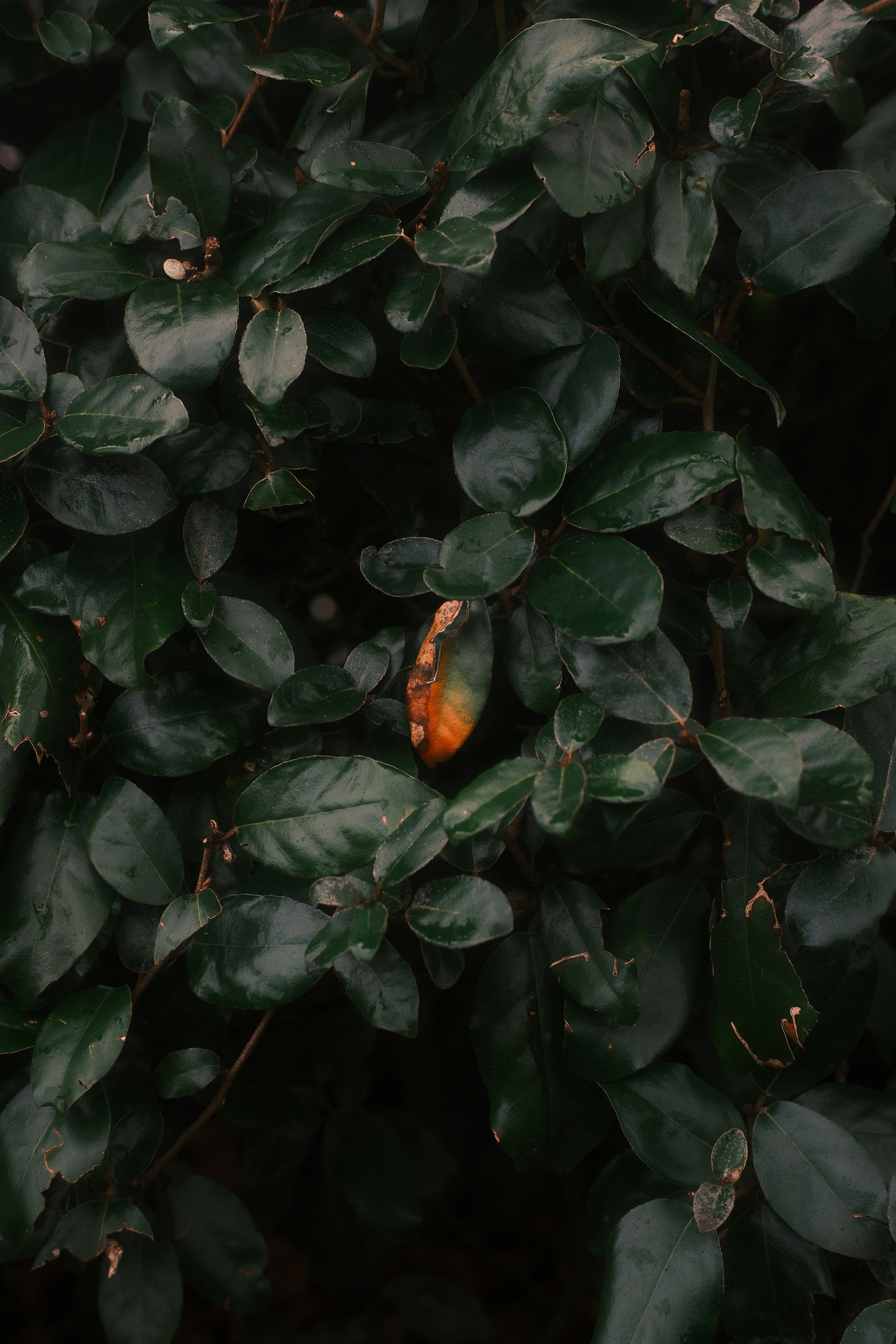 Hidden Ember Amid Evergreen Shadows