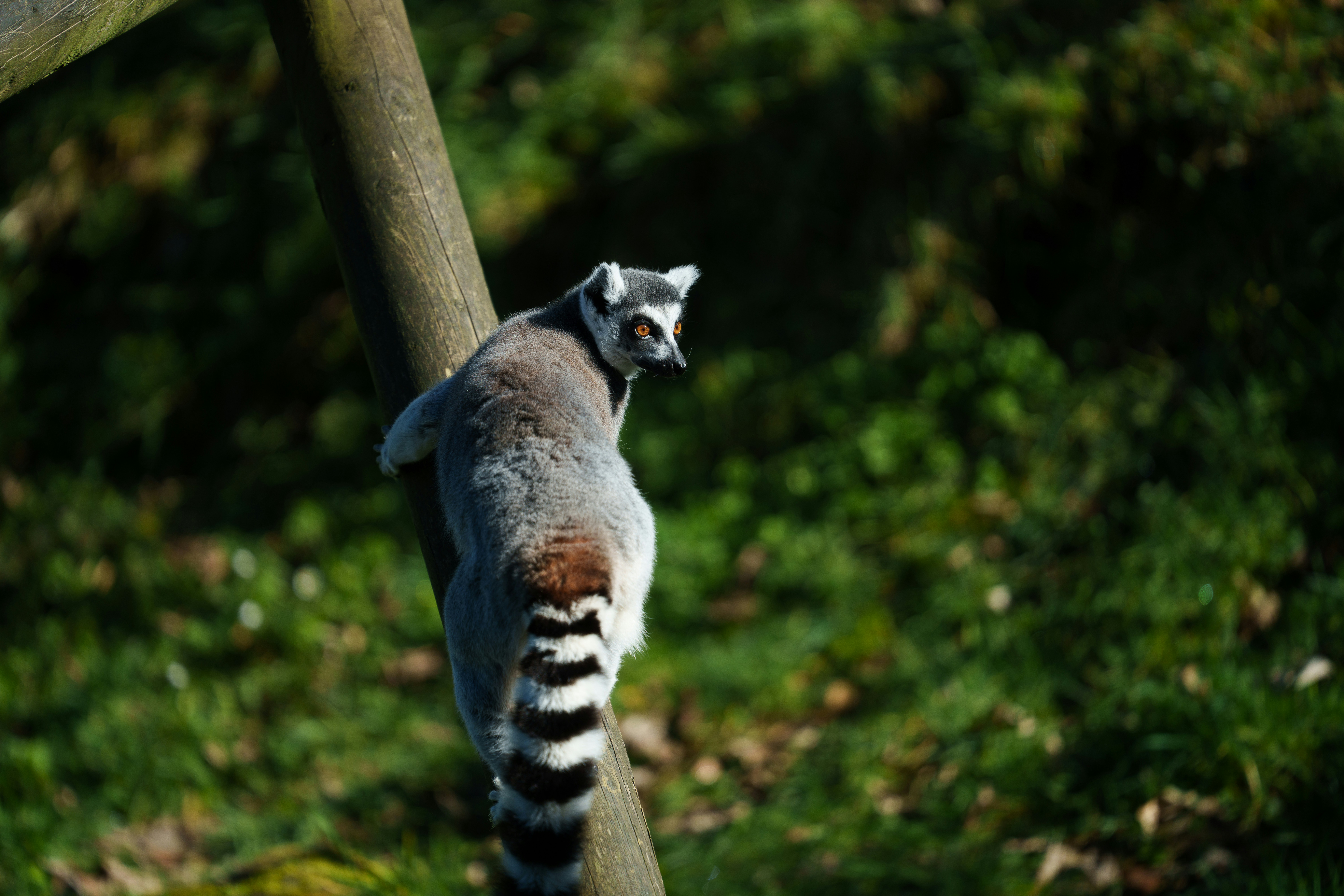 Lemur Clinging to a Weathered Fern-Cedared Stem at Dappled Park Edge