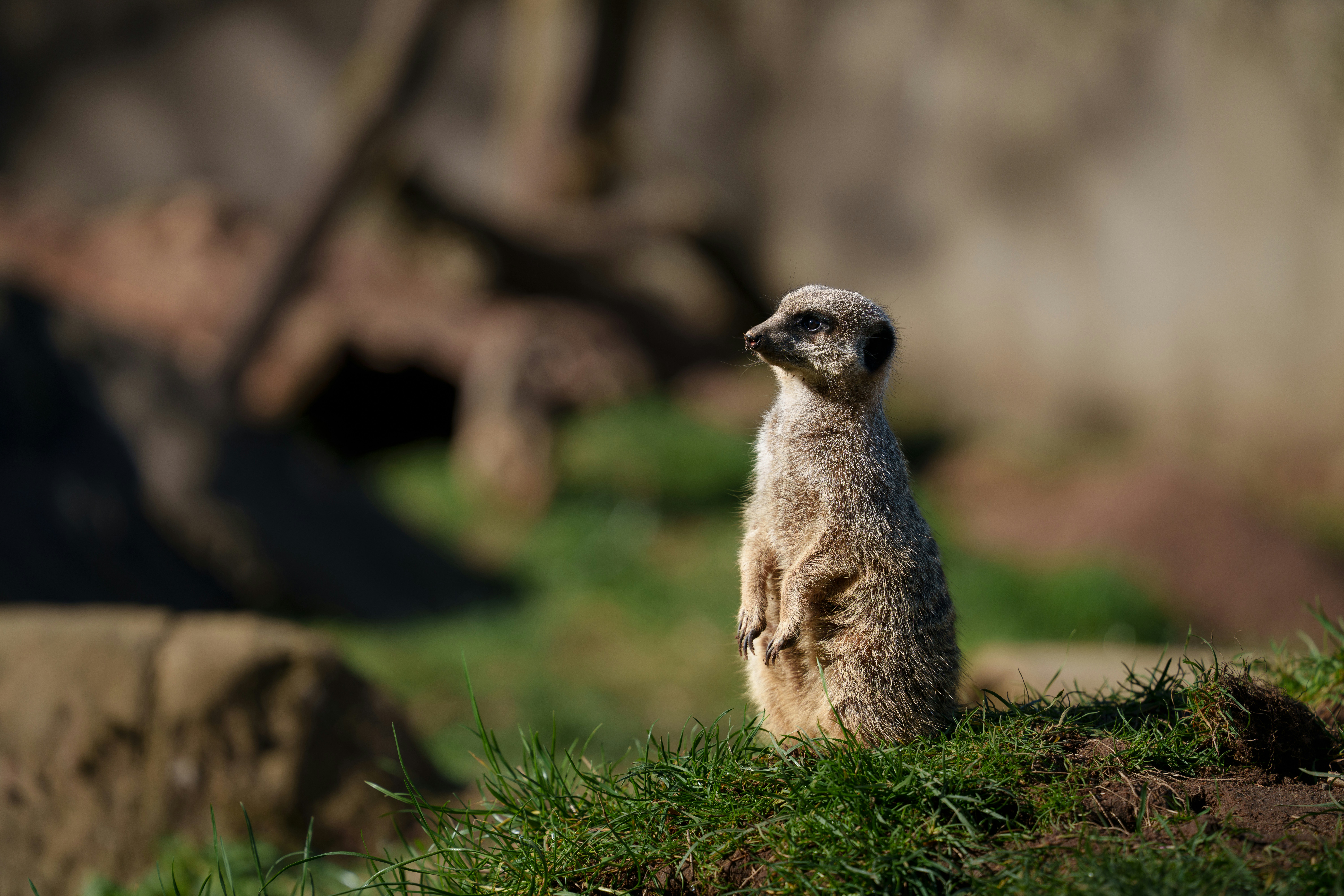  vigilant sentry on sunlit mound