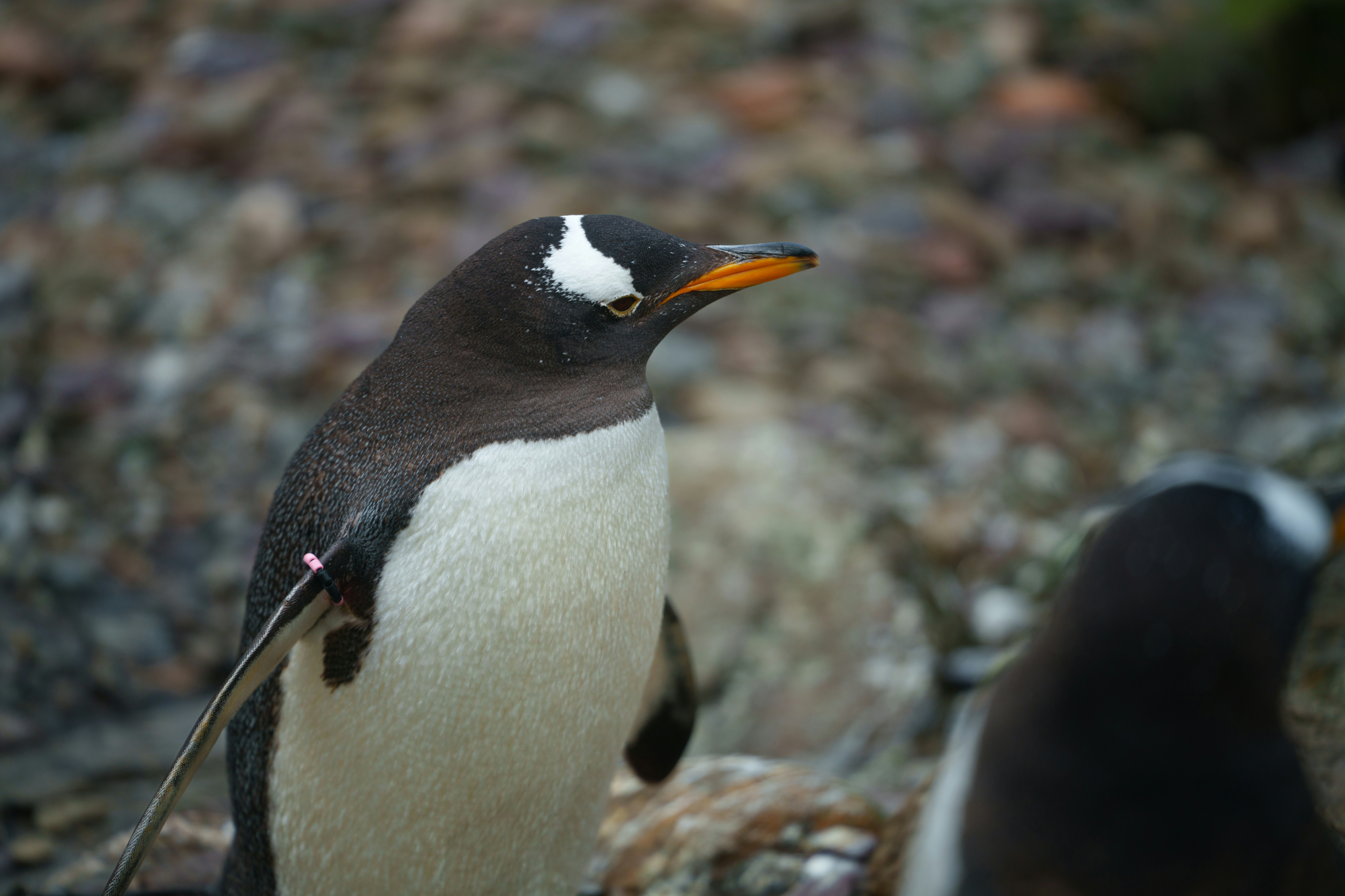 Penguin Portrait on Pebbled Ground with Open Beak