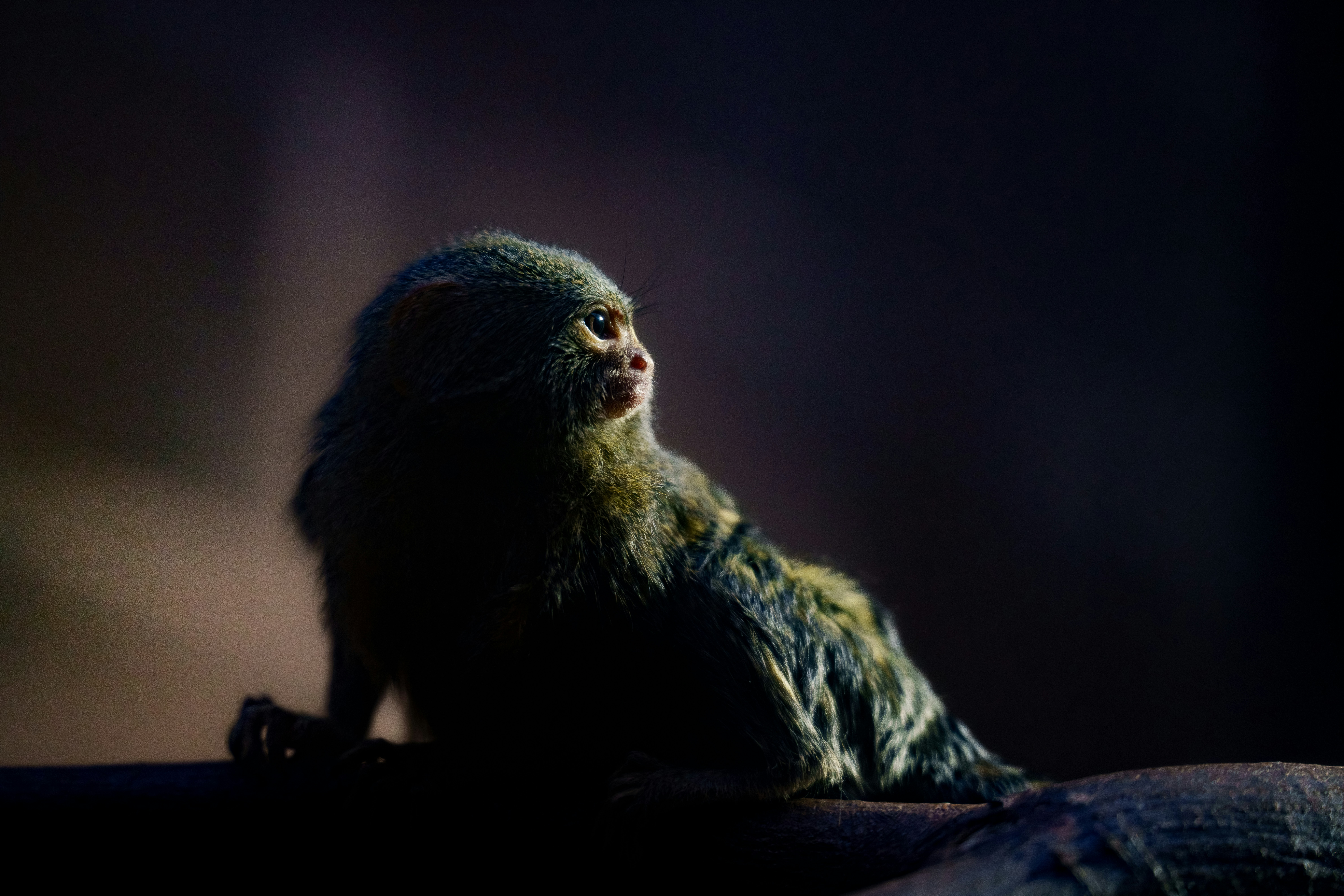 Low-Light Moment: A Curious Chickadee Emerges from Shadows