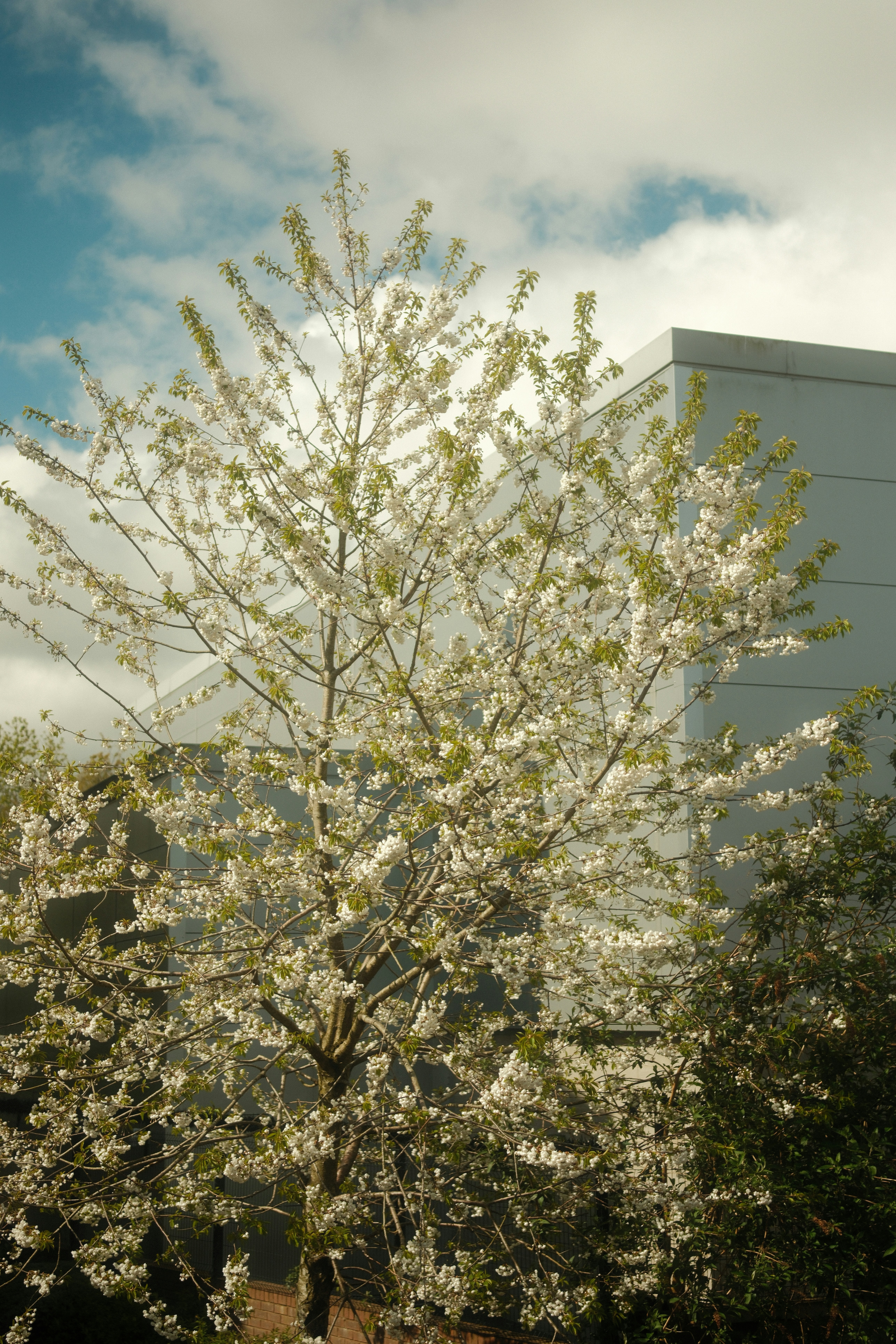 Blossoms Against a Modern Facade