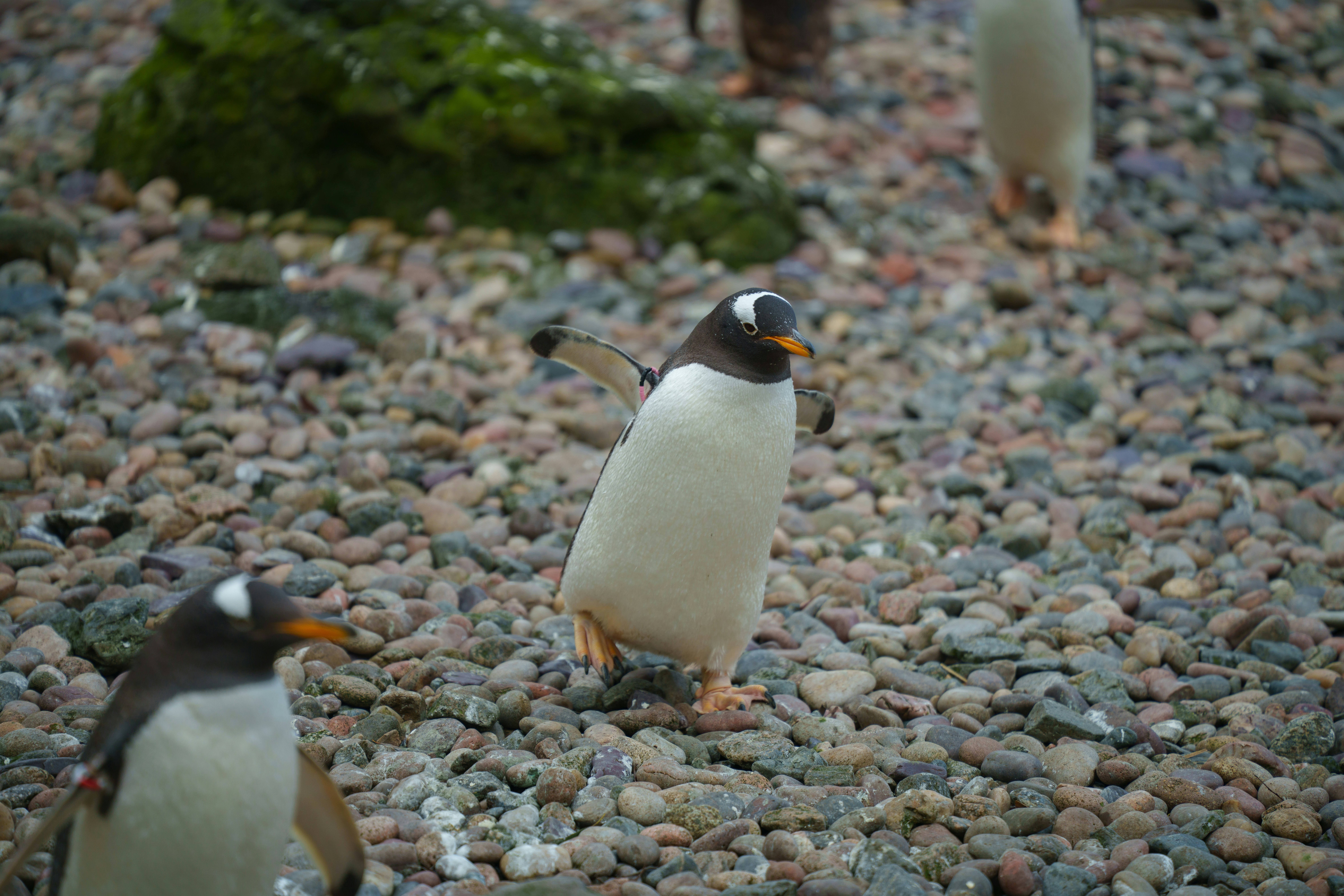 Penguin Parade on Pebble Shoreline