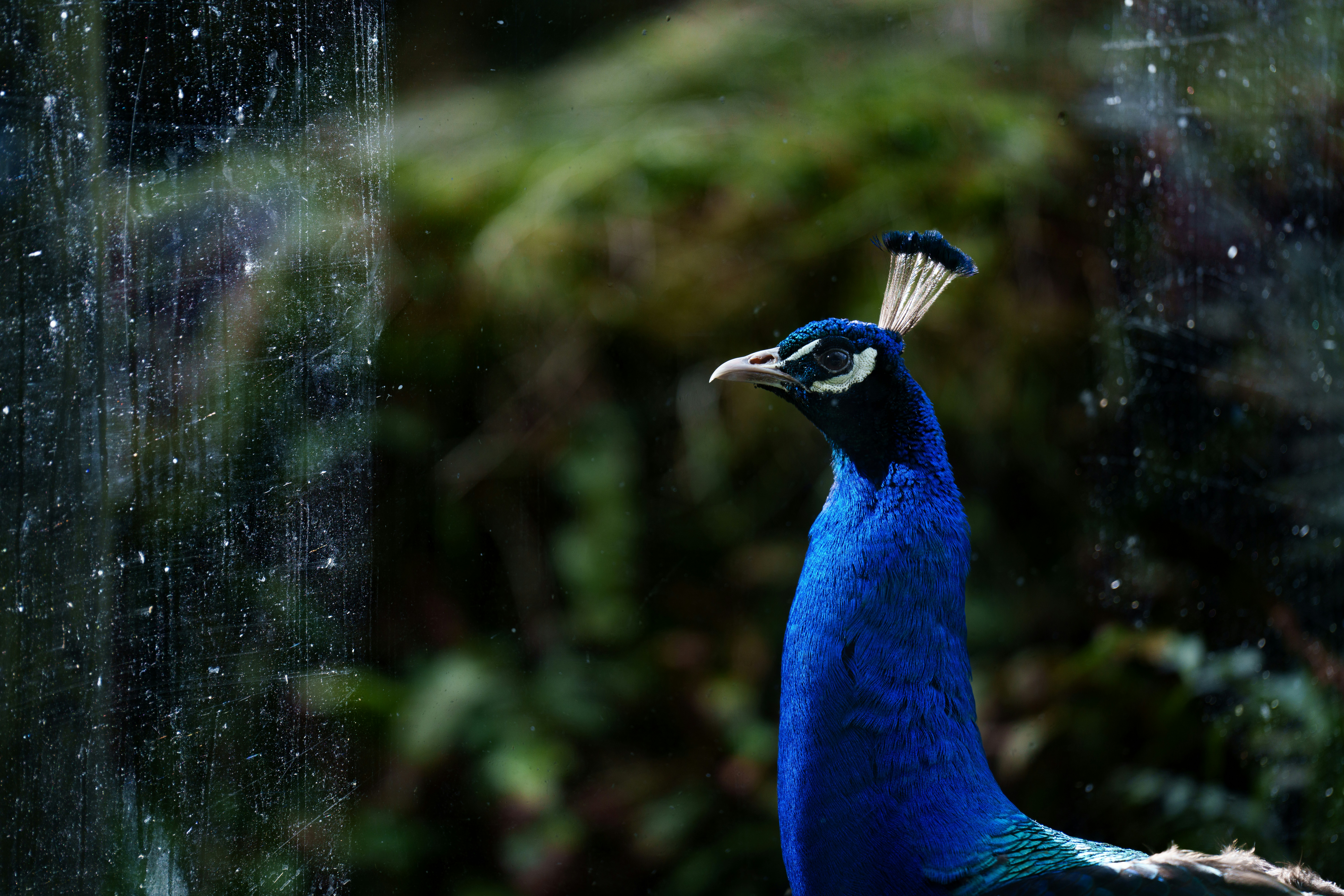 Azure Crest: A Peacock’s Vigil by the Waterfall Glass