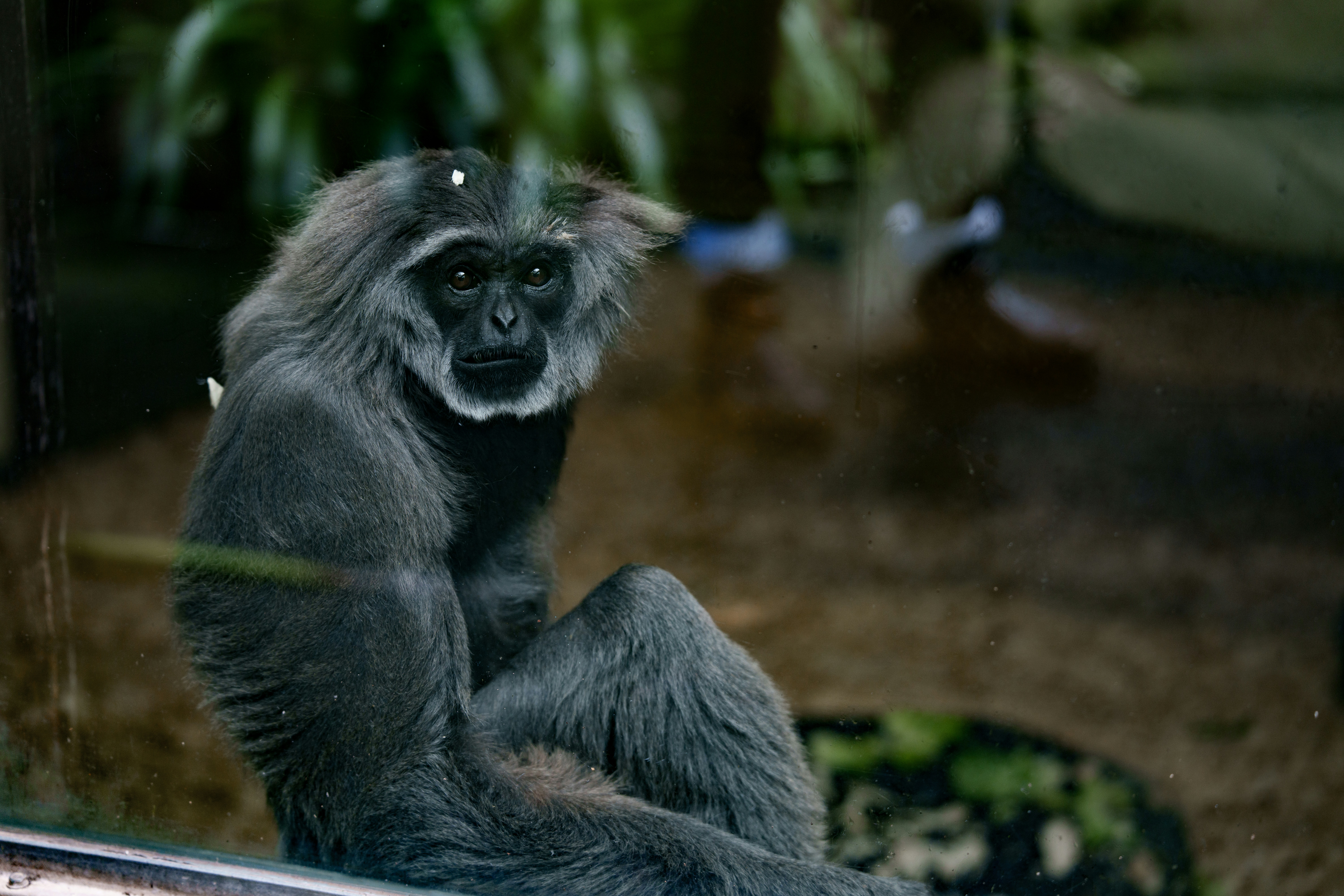 Curious Langur Peering Through Glass