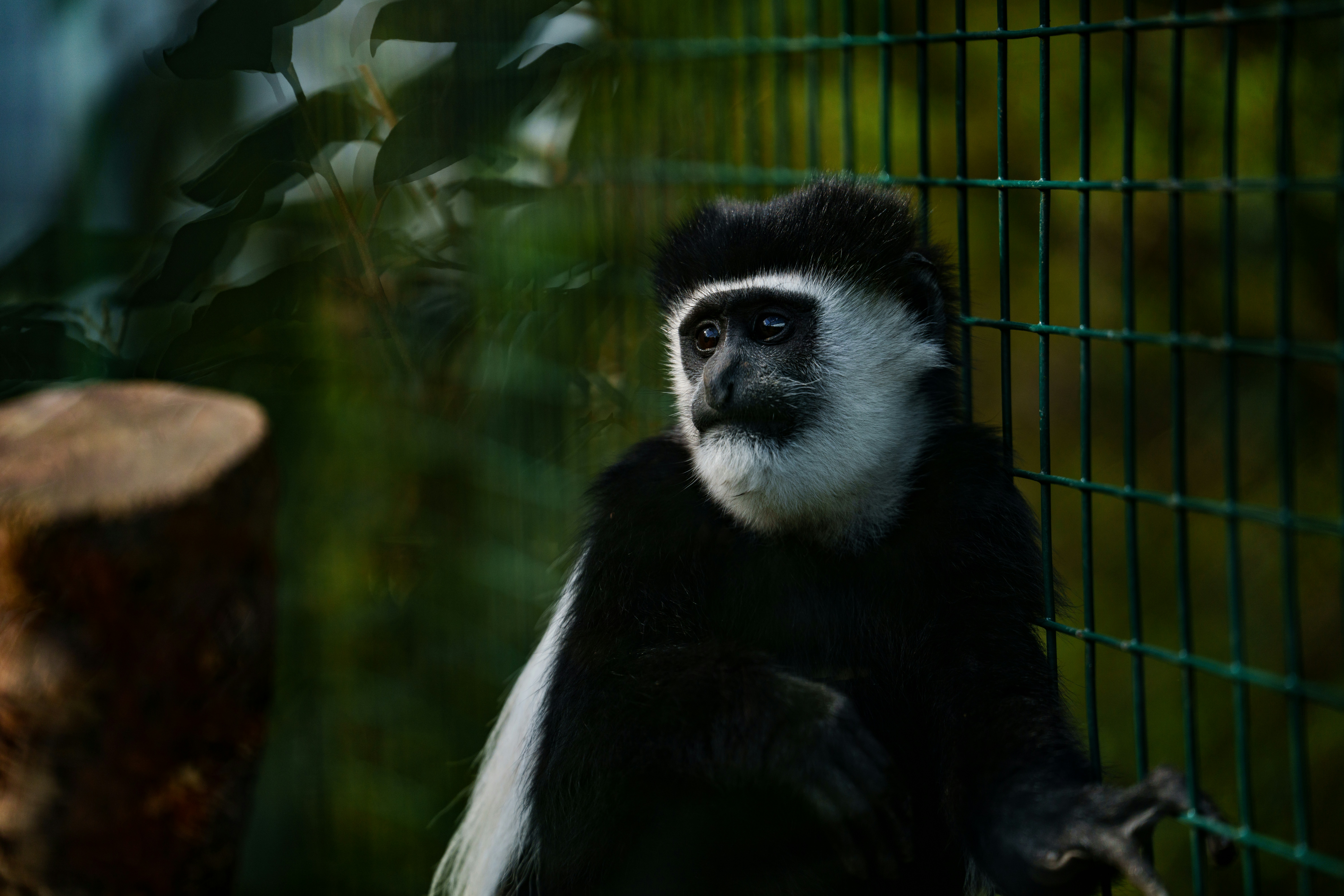 Curious Lemur Behind the Green Grid