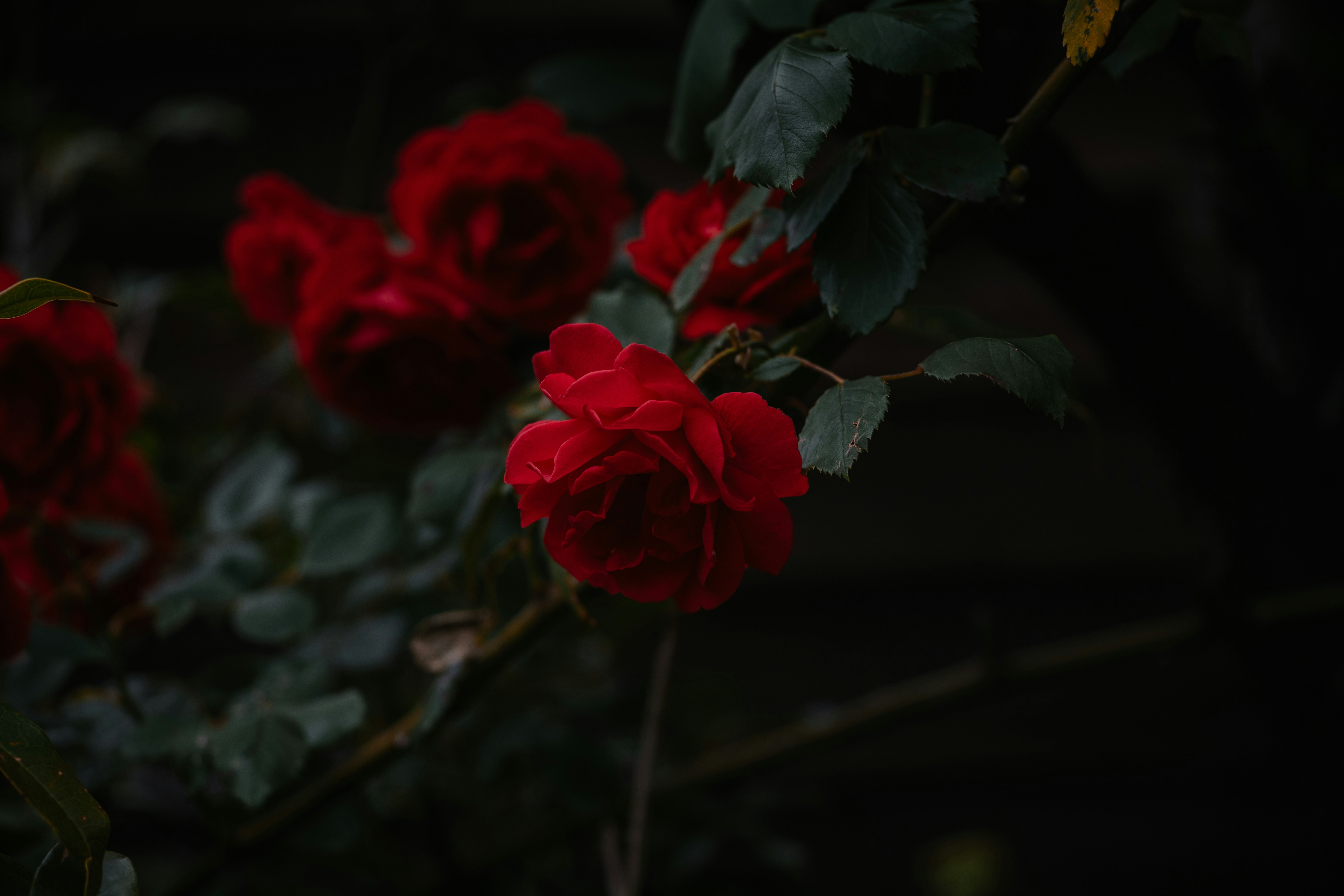 Crimson Bloom in Darkness