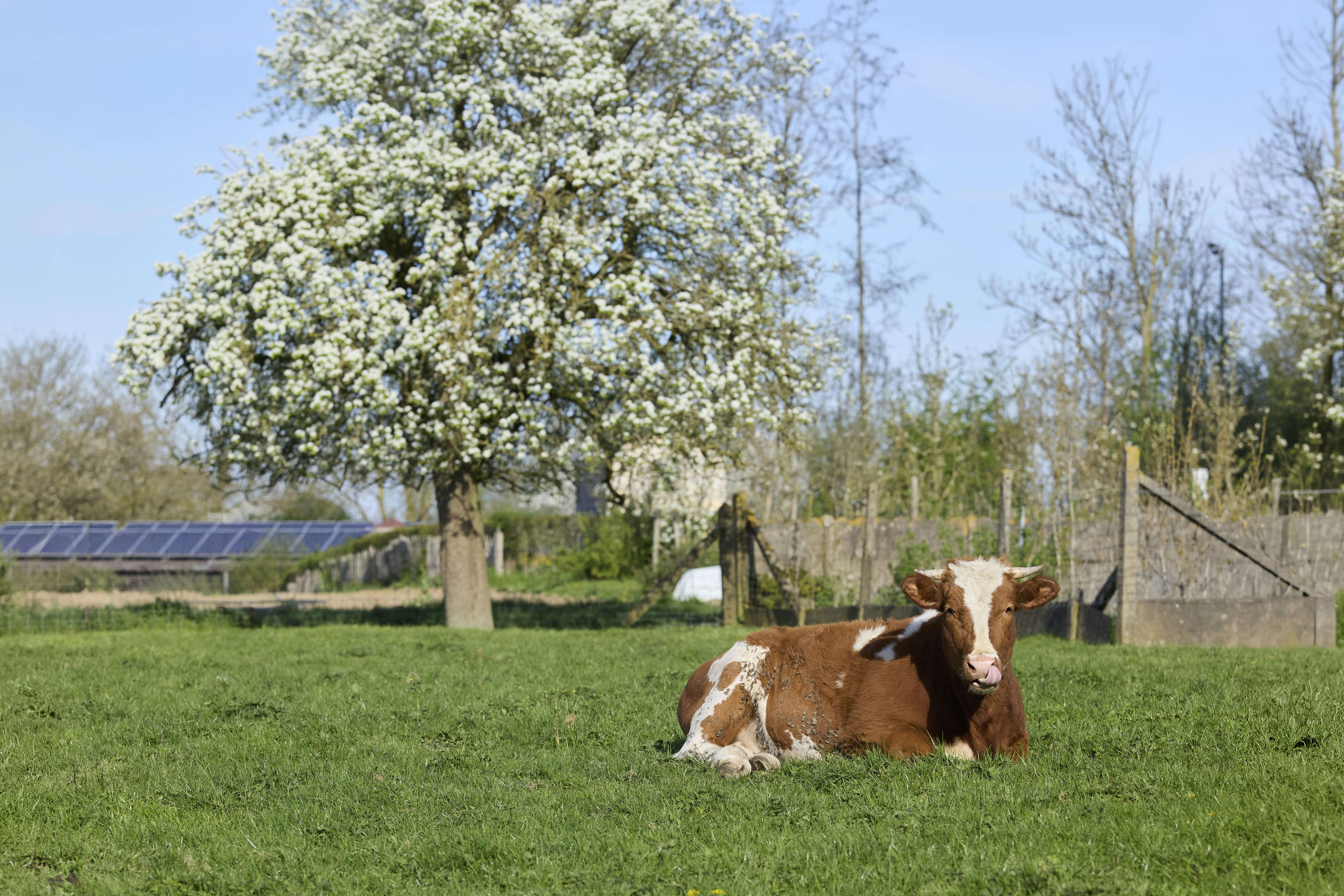 Lies in the Sun: A Calm Bovine Corner in a Spring Pasture