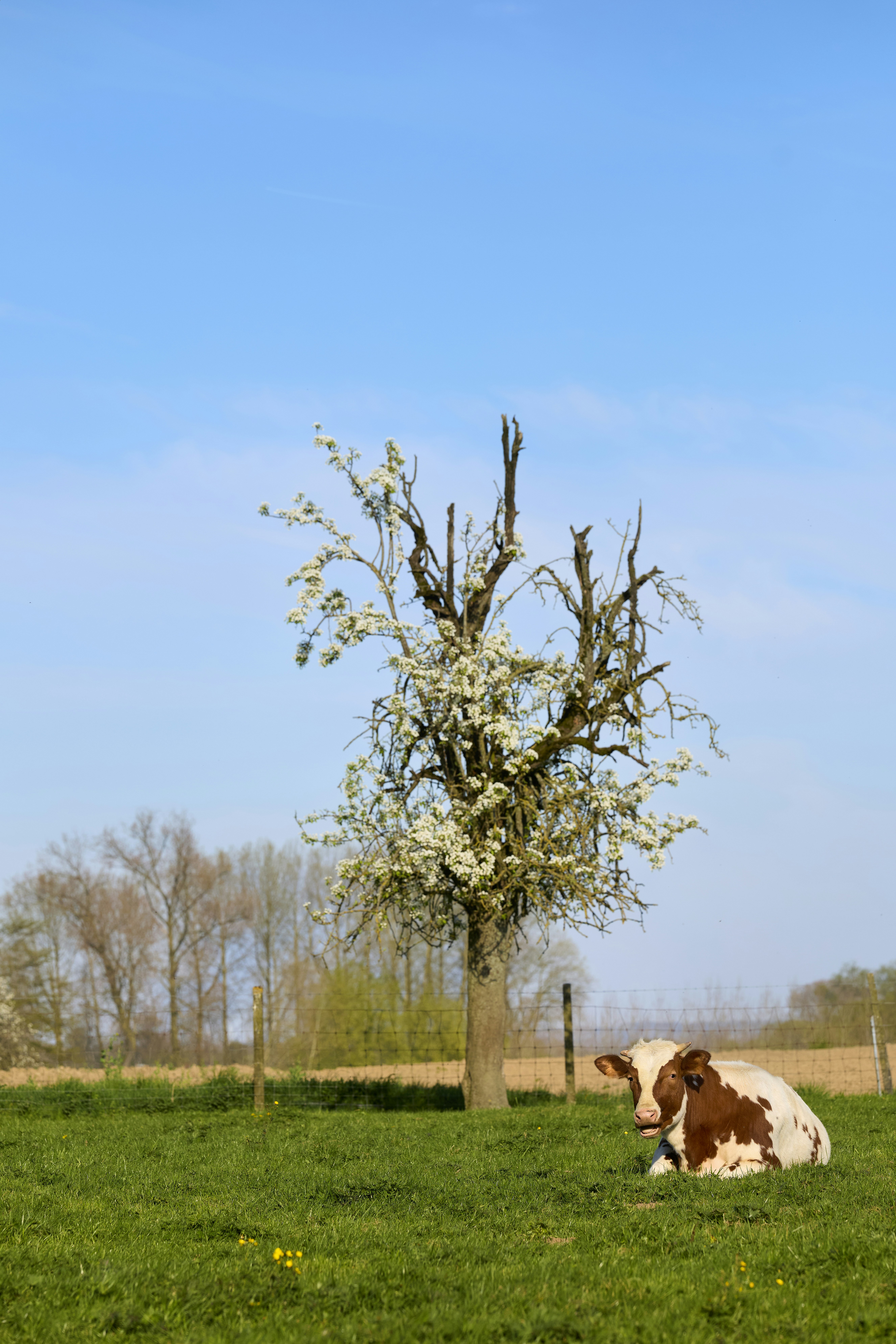 A blossoming tree stands guard over a calm pasture where a brown-and-white cow rests by the trunk, under a clear blue sky.