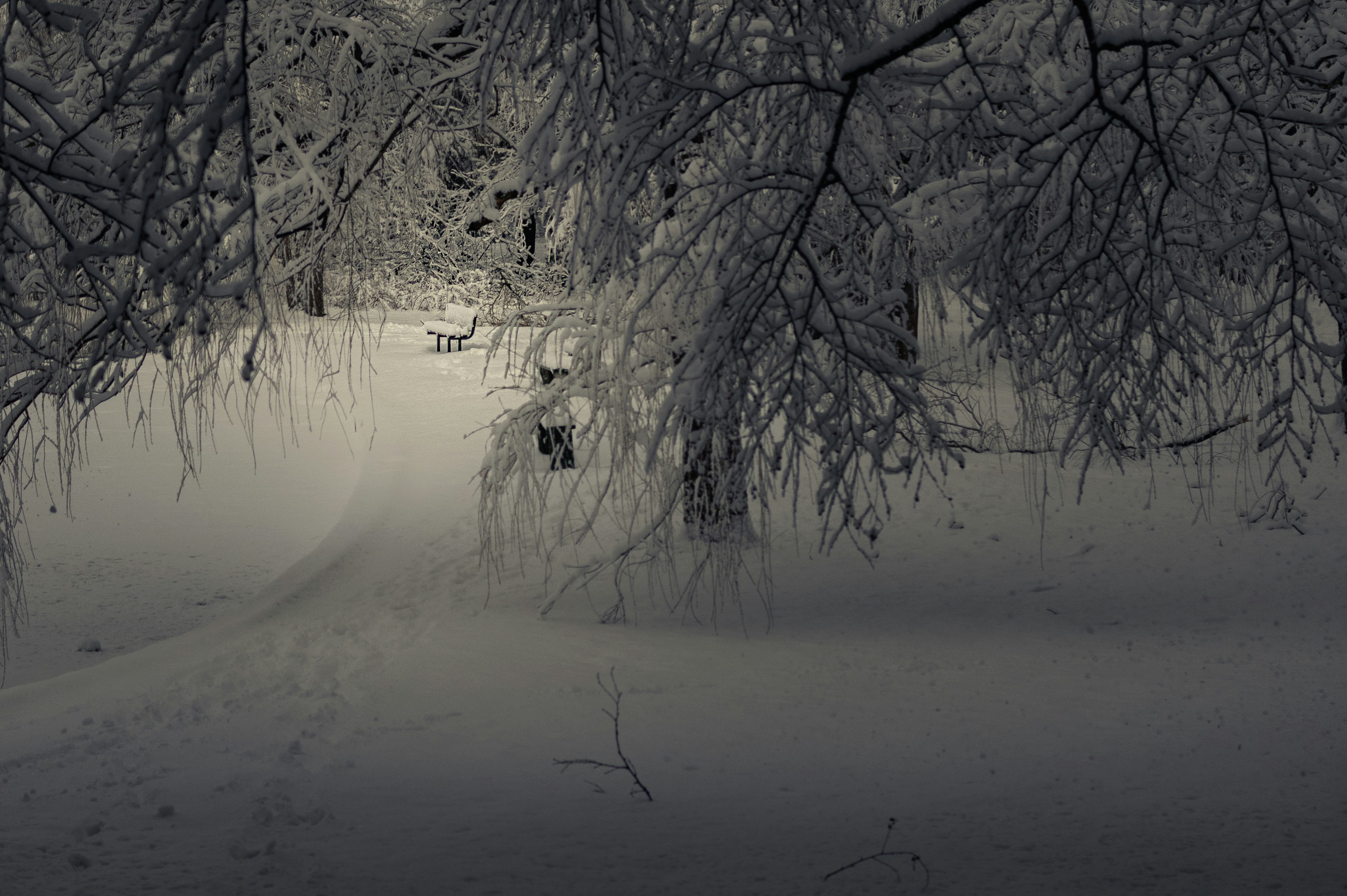 Winter Pathway Beneath Silent Branches