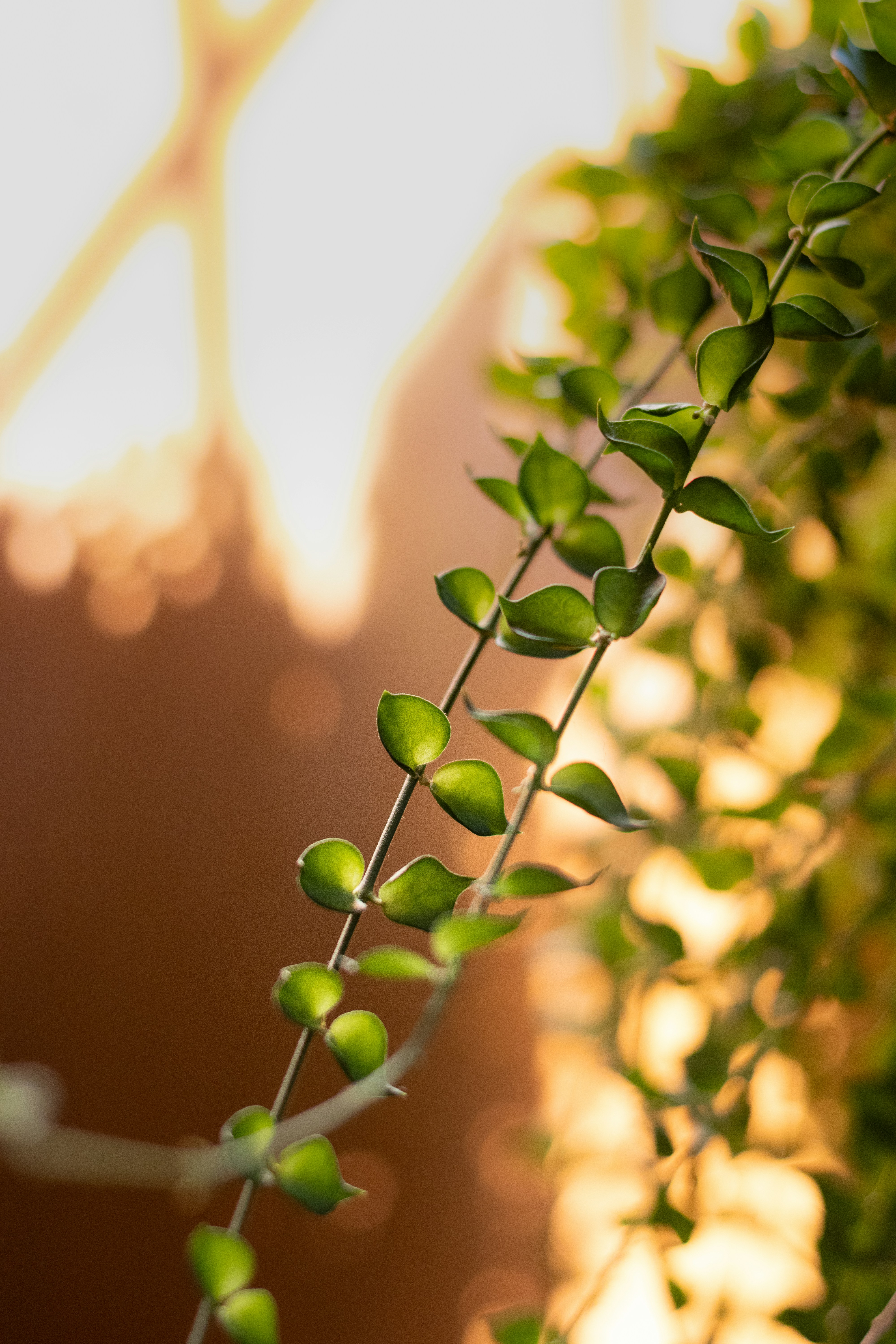 Golden Backlit Vine: A Close-Up of Verdant Leaves in Soft Sun